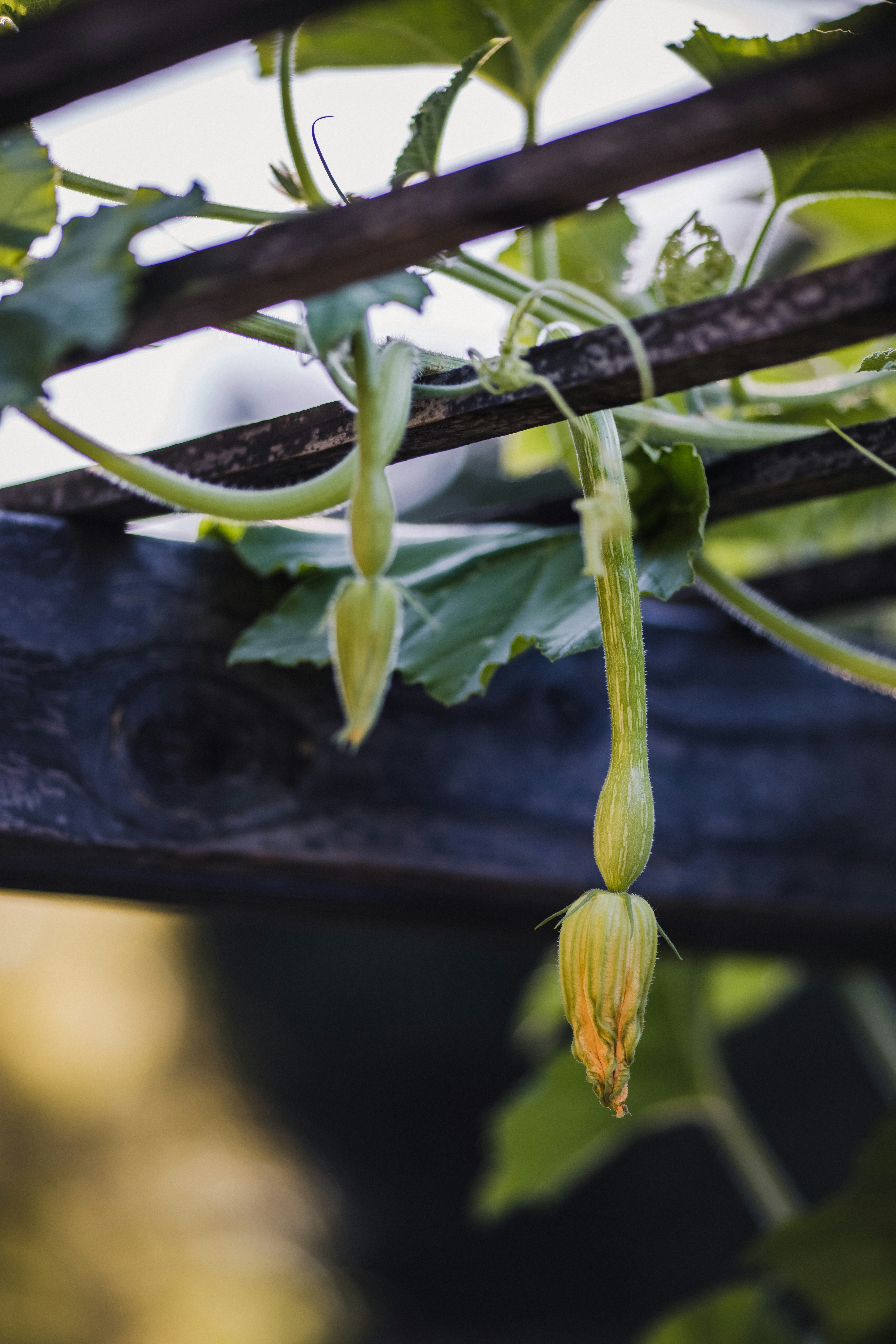 Hanging Golden Pods: Delicate fruiting vines under rustic trellis