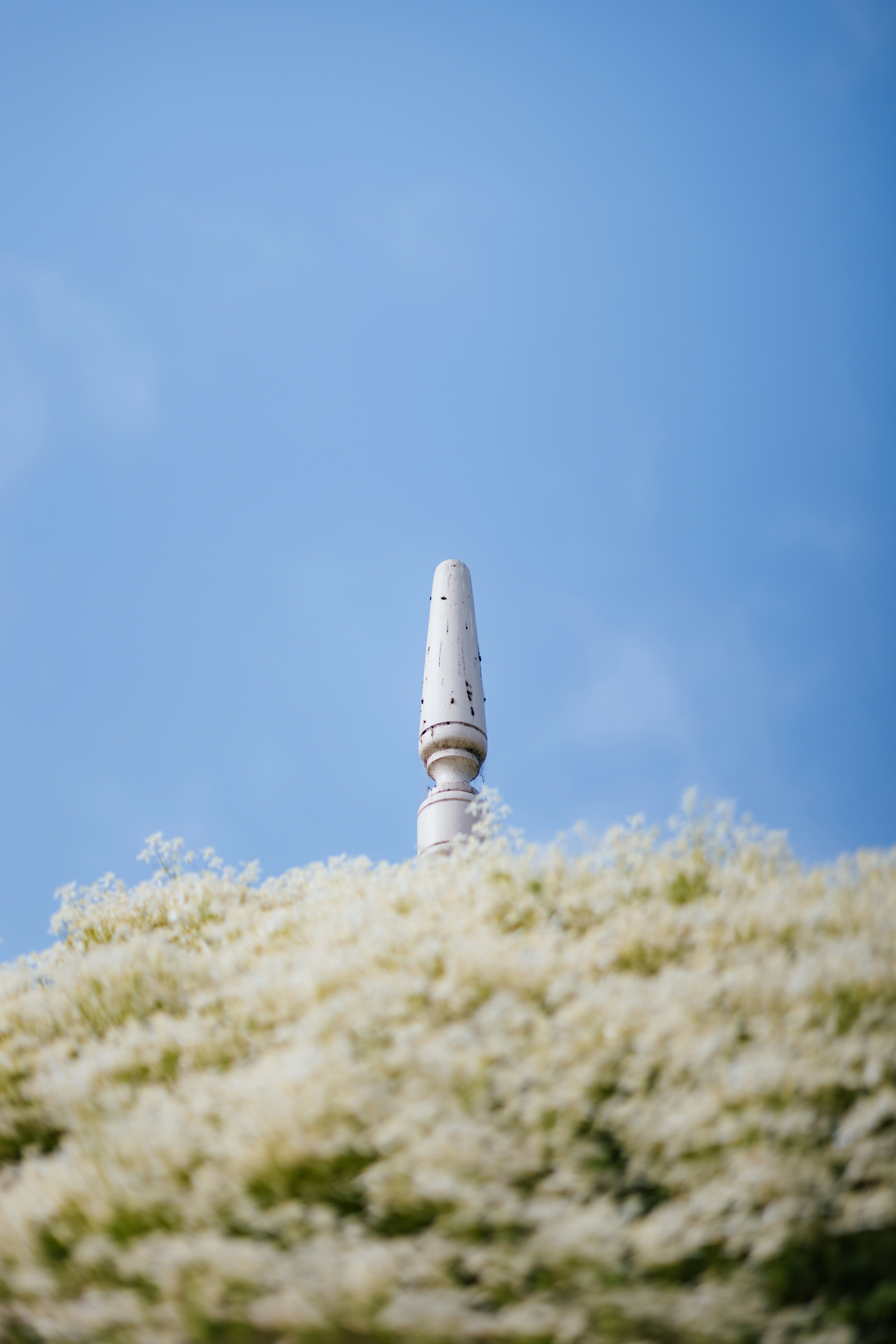 White Rocket Above a Sea of Blossoms under a Pristine Blue Sky