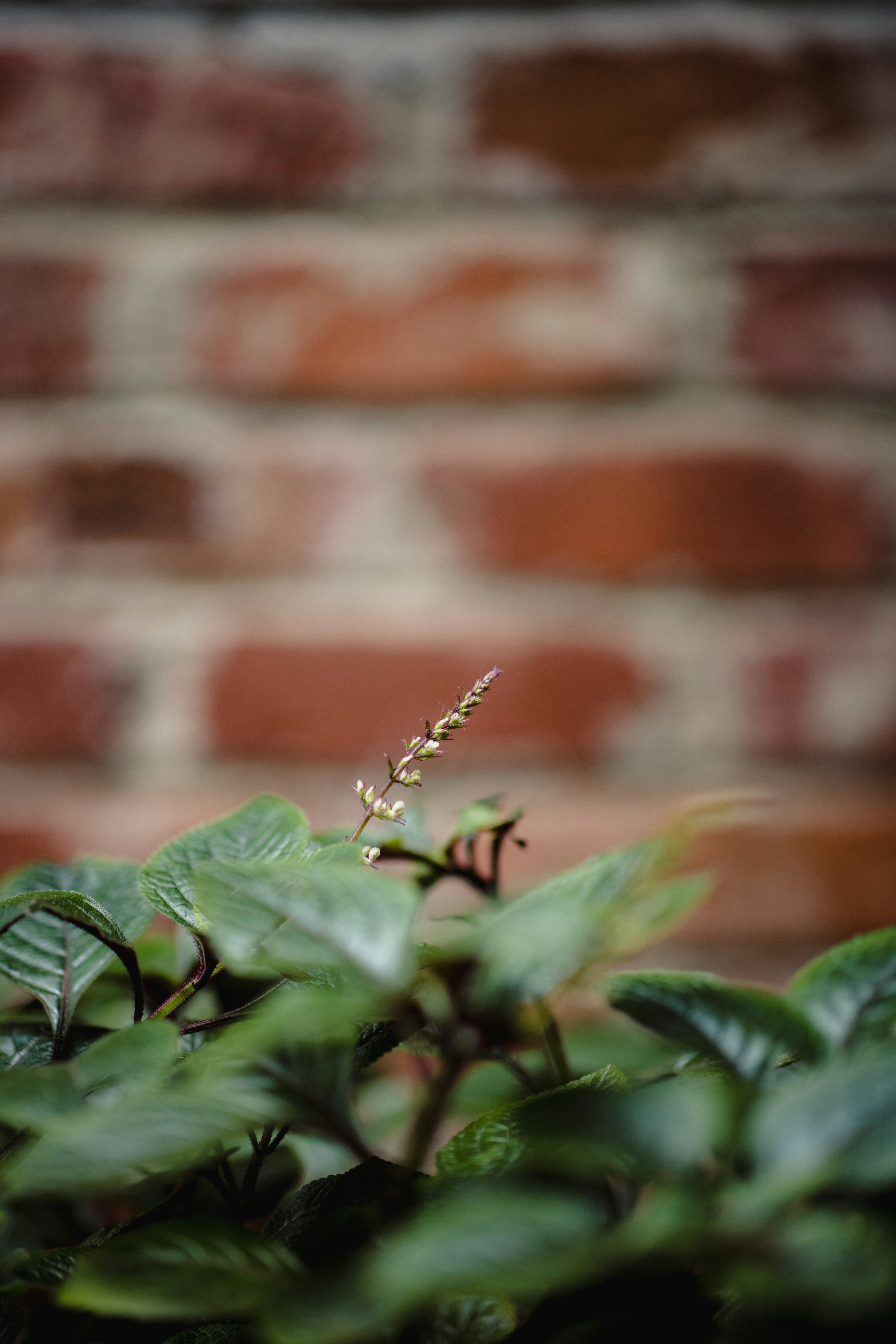 Tender sprout against a brick backdrop