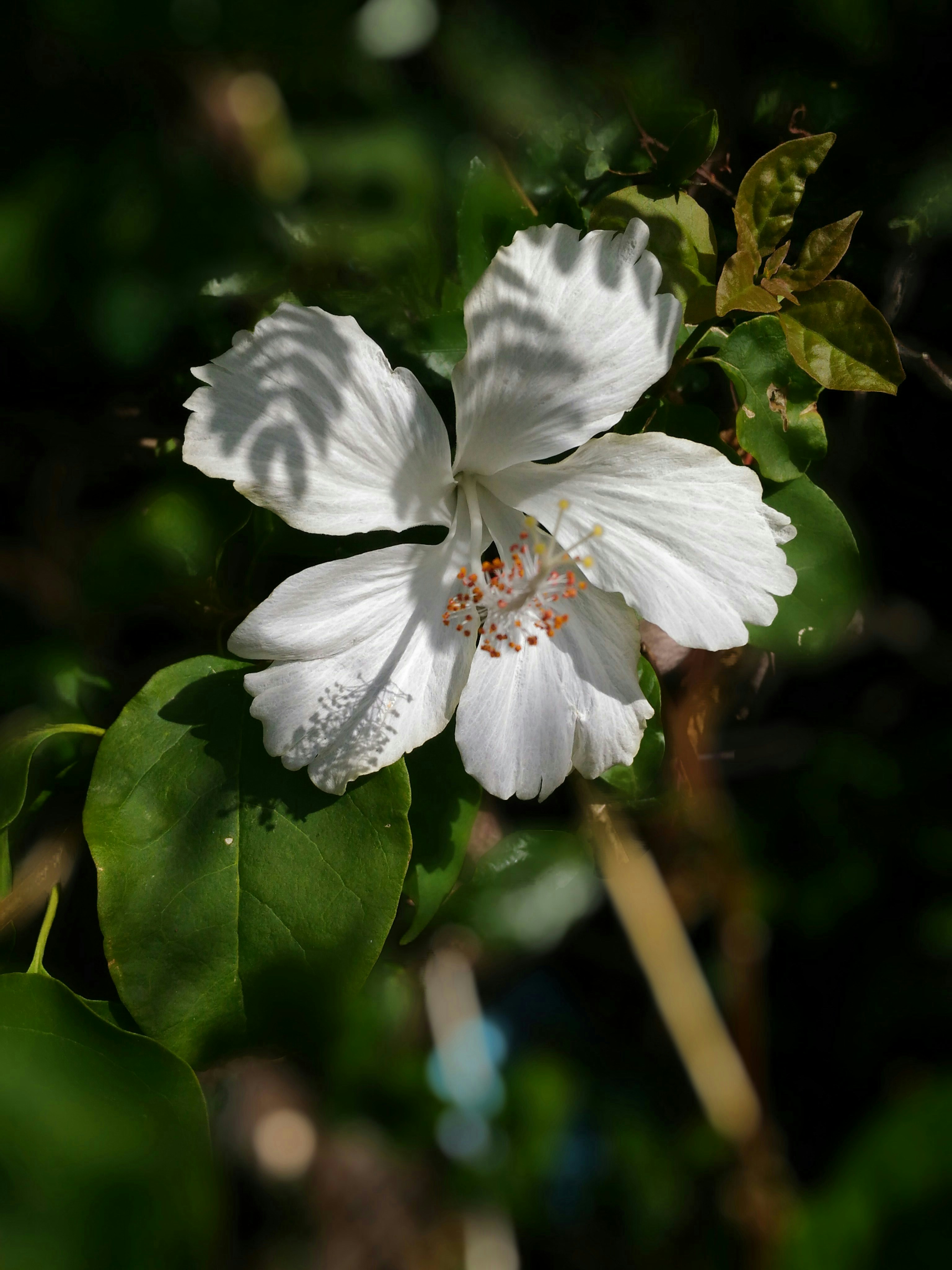 Dappled-light White Hibiscus: a solitary bloom amid glossy leaves