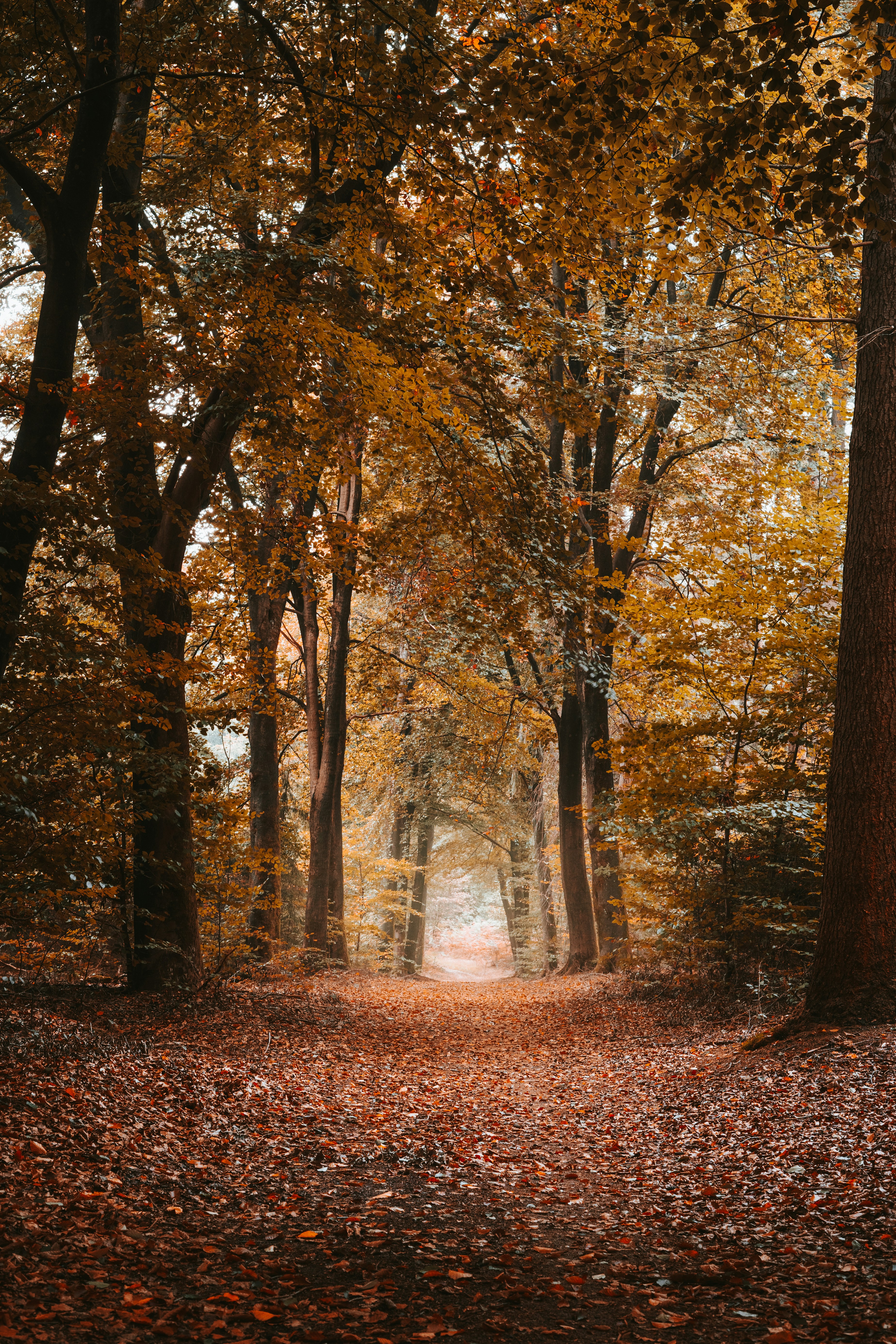 The Science of Autumn: Understanding the Changes in Weather, Leaves ...