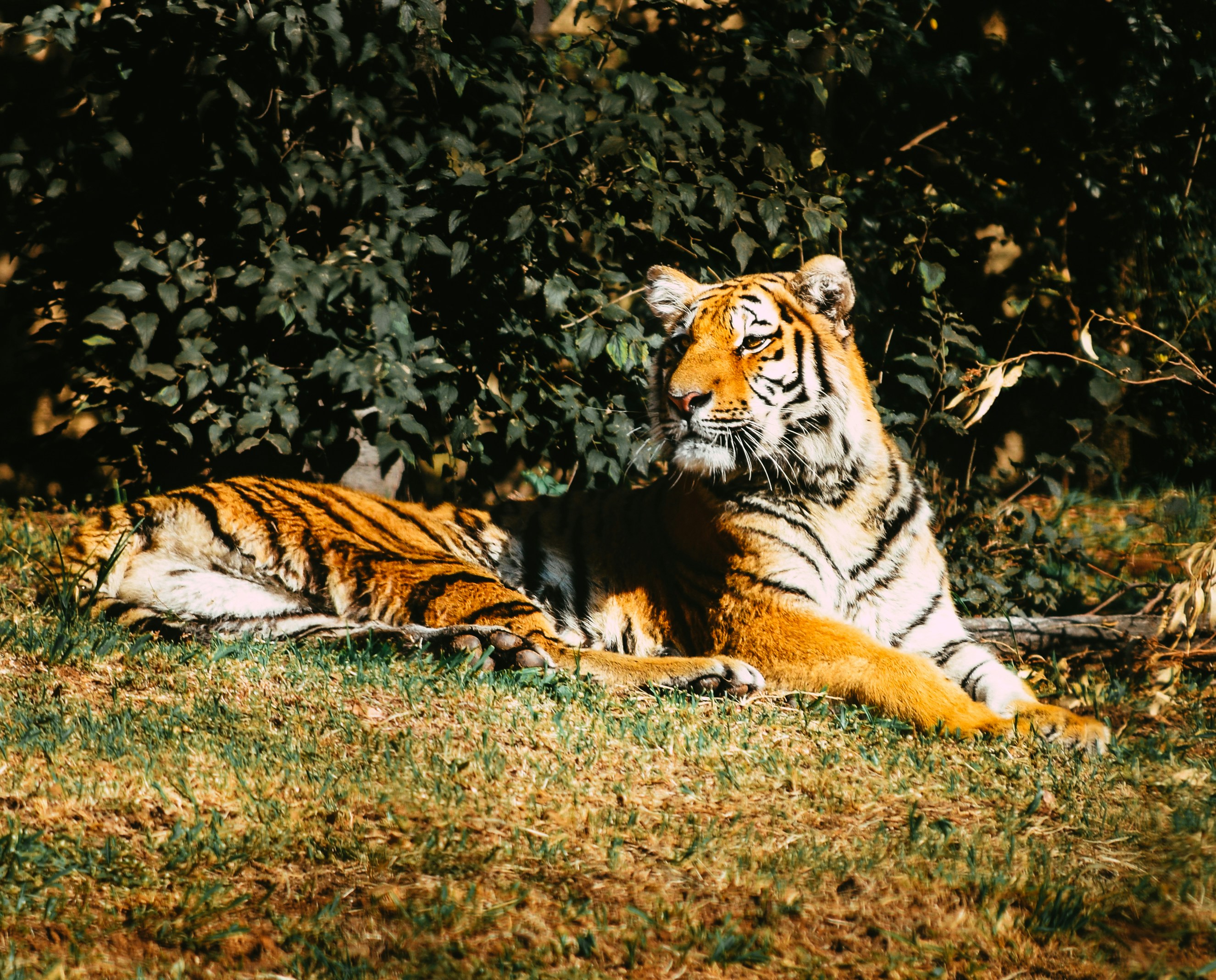 Tiger at Rest in Dappled Shade