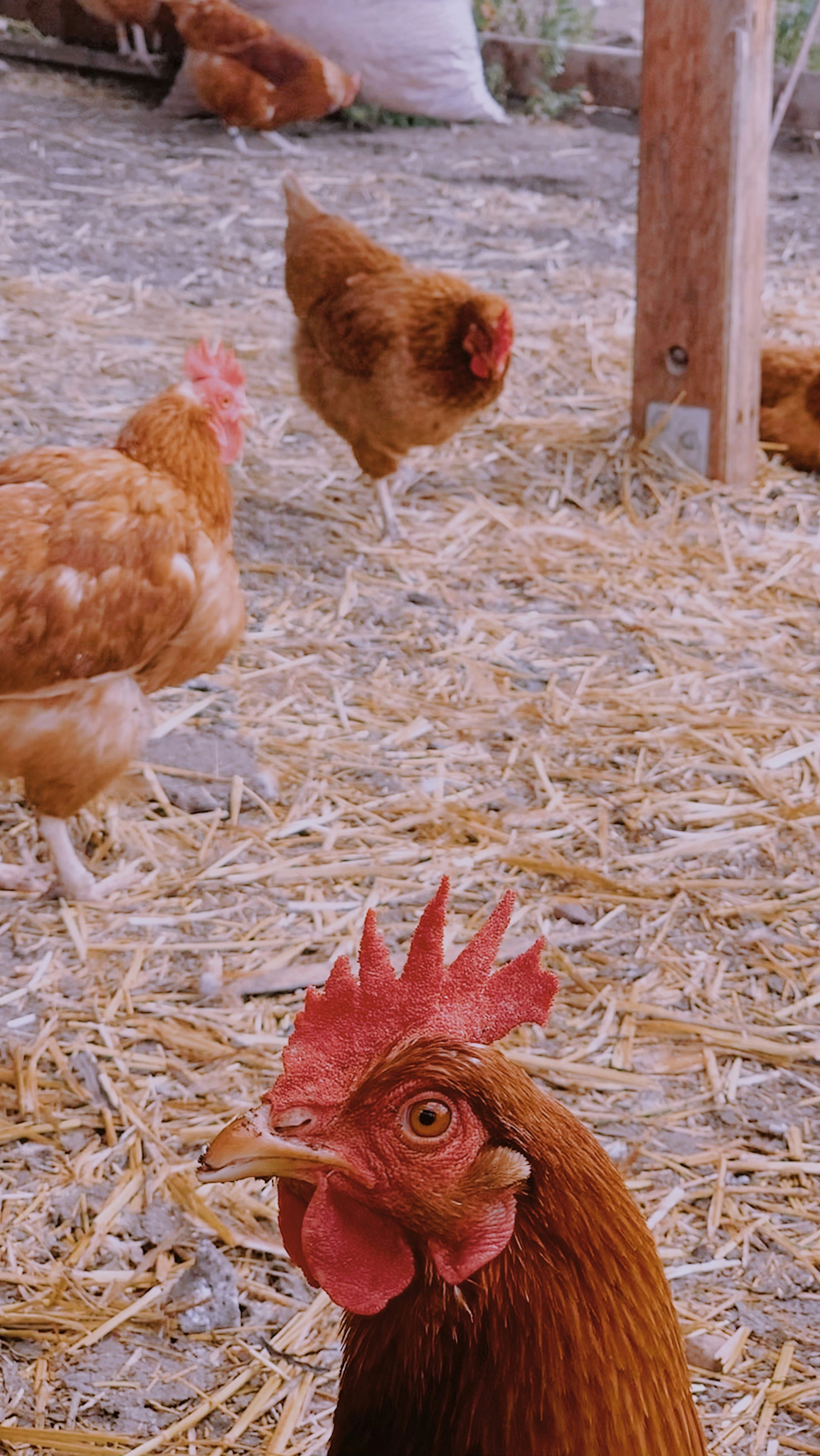 Crimson Crest in the Straw Yard: A Close-Up Rooster Amid Free-Ranging Chickens