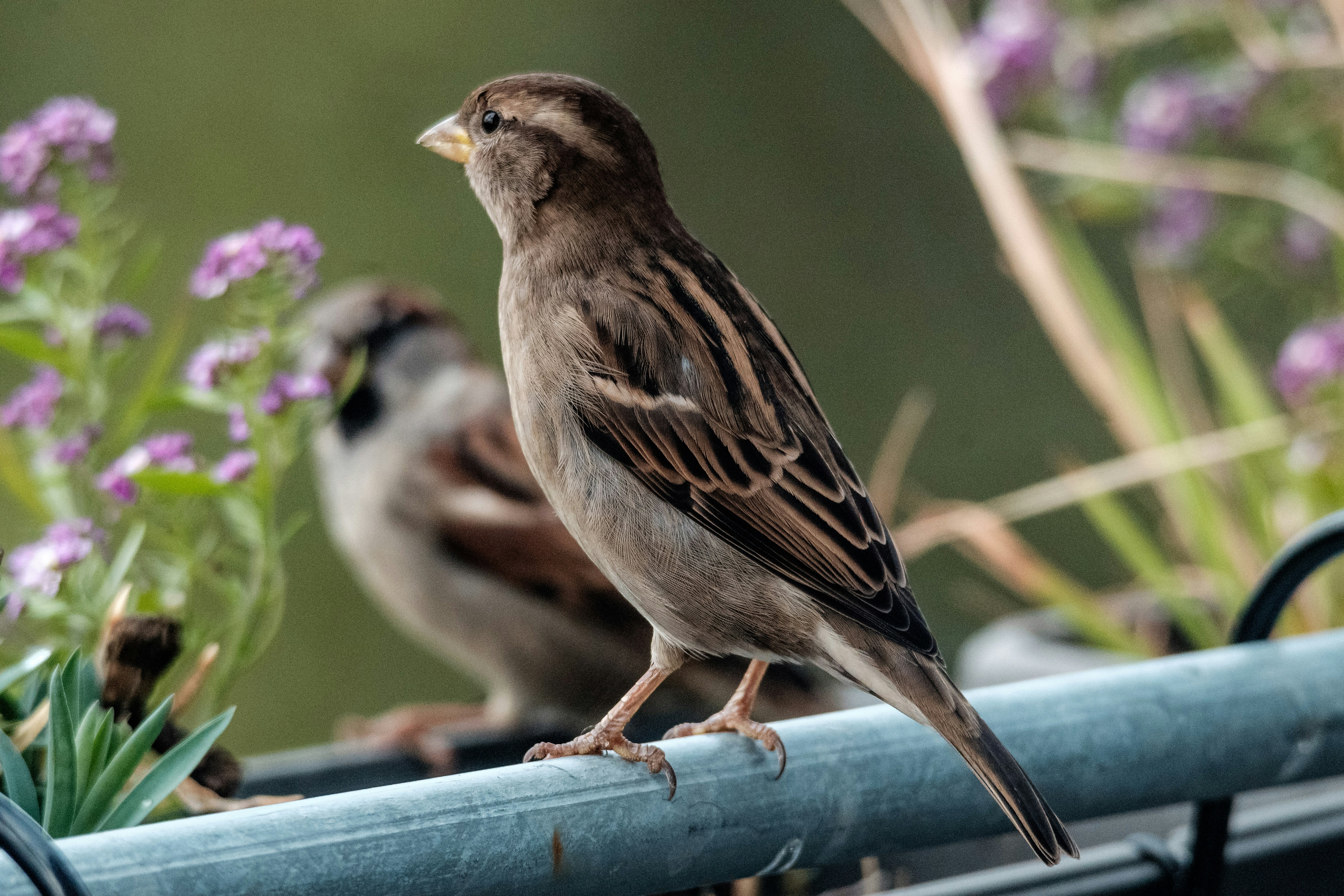 brown bird perched on blue metal barHeye Jensen