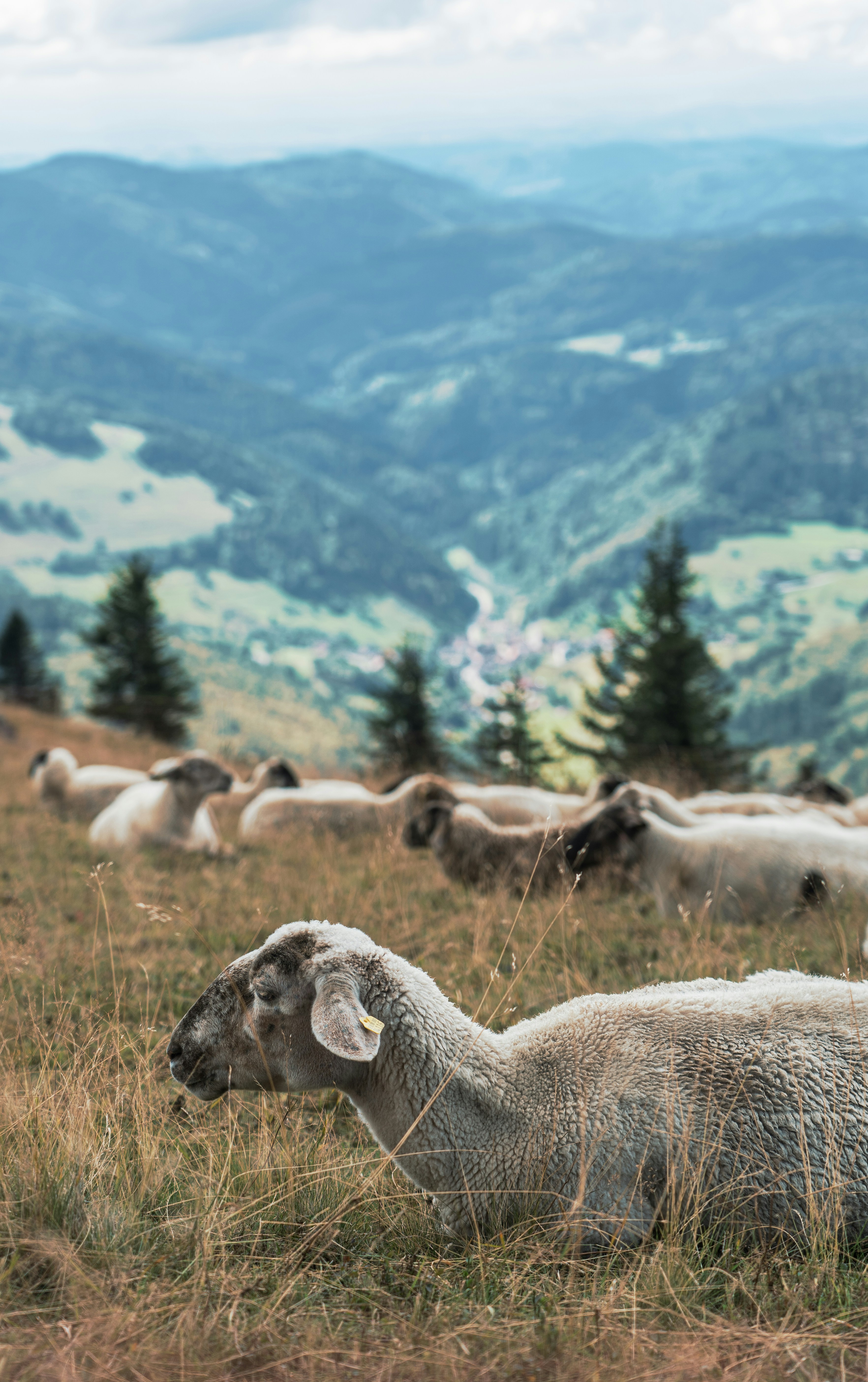 A flock of sheep grazing peacefully on a hillside, with rolling mountains and a distant village in the background.