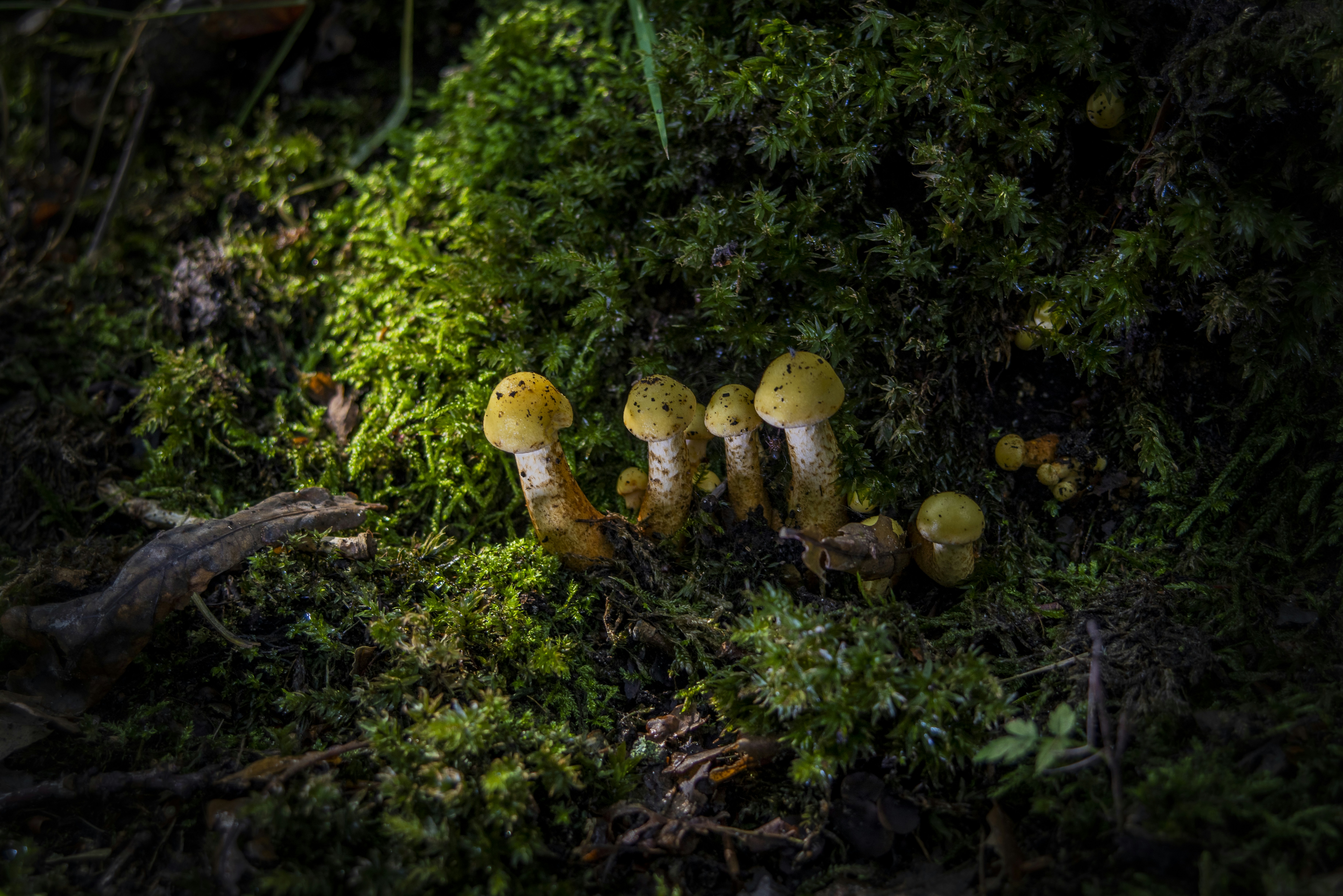 Mushroom Choir in Mossy Understory