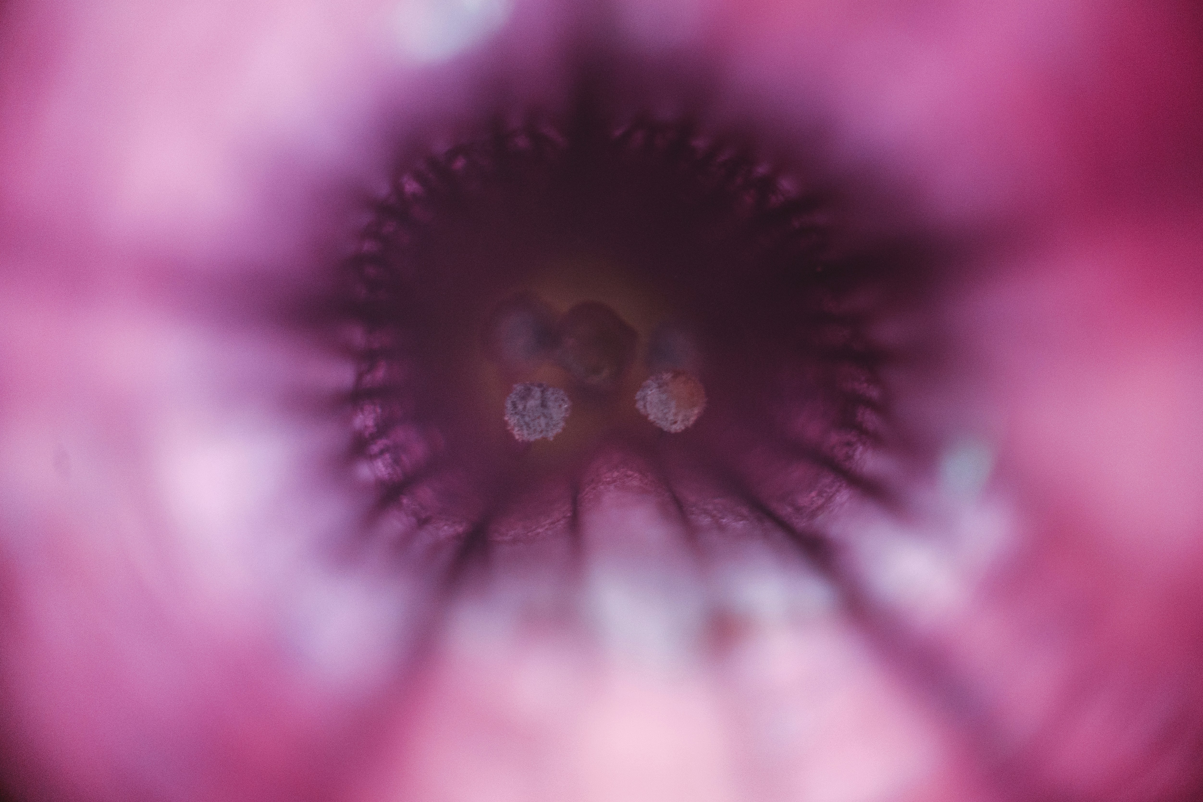 Velvet Violet Core: A Dreamy Macro of a Purple Bloom