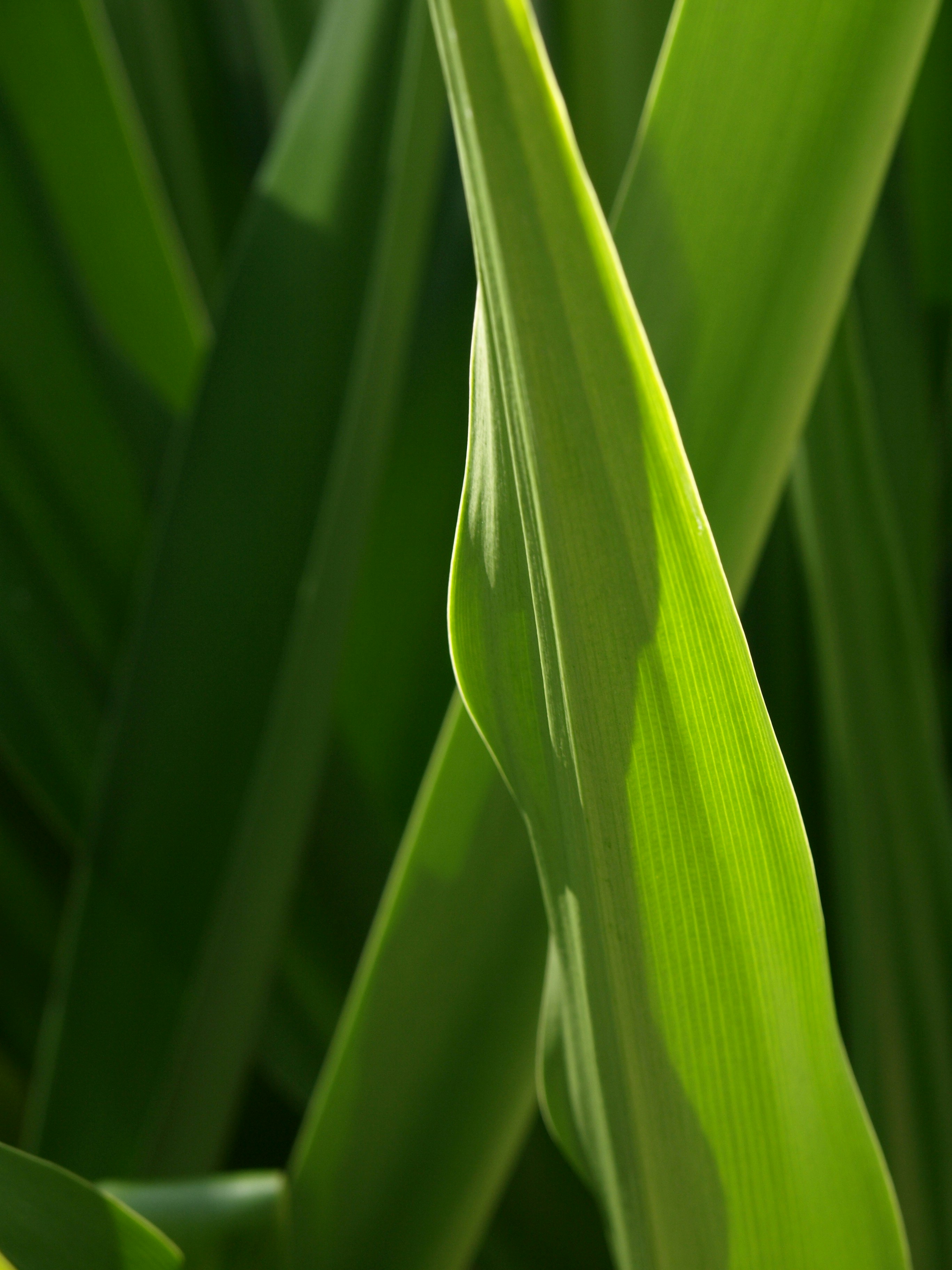 Close-up of a vibrant green leaf, showcasing intricate textures and natural light play. The composition emphasizes the beauty of botanical details.