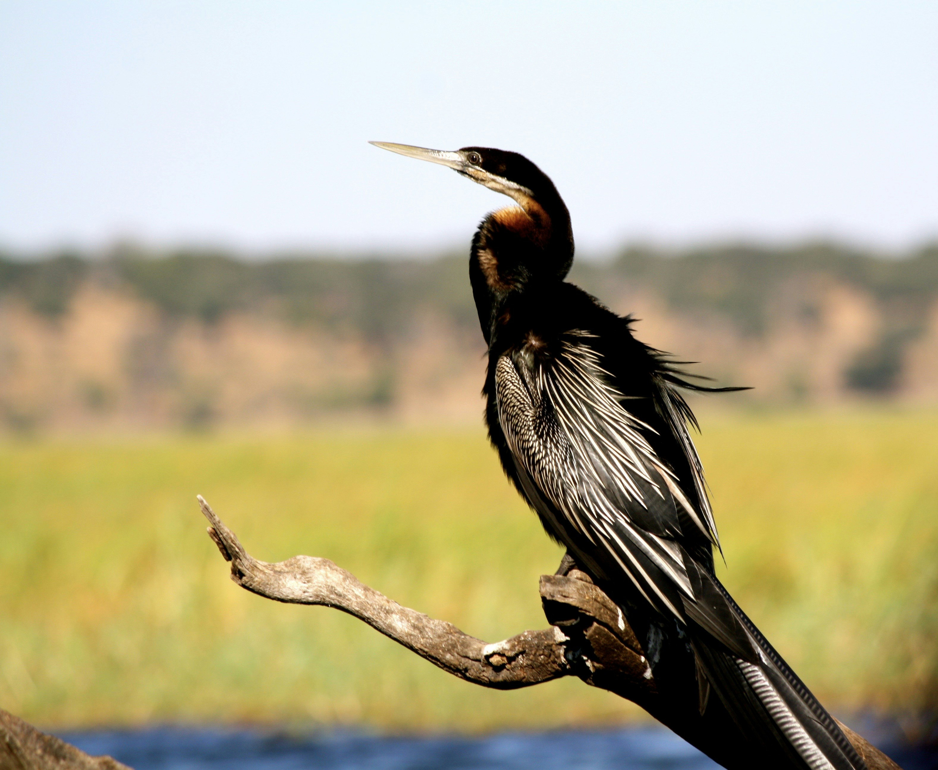 Cormorant Sentinel on a Weathered Branch Above a Luminous Marsh