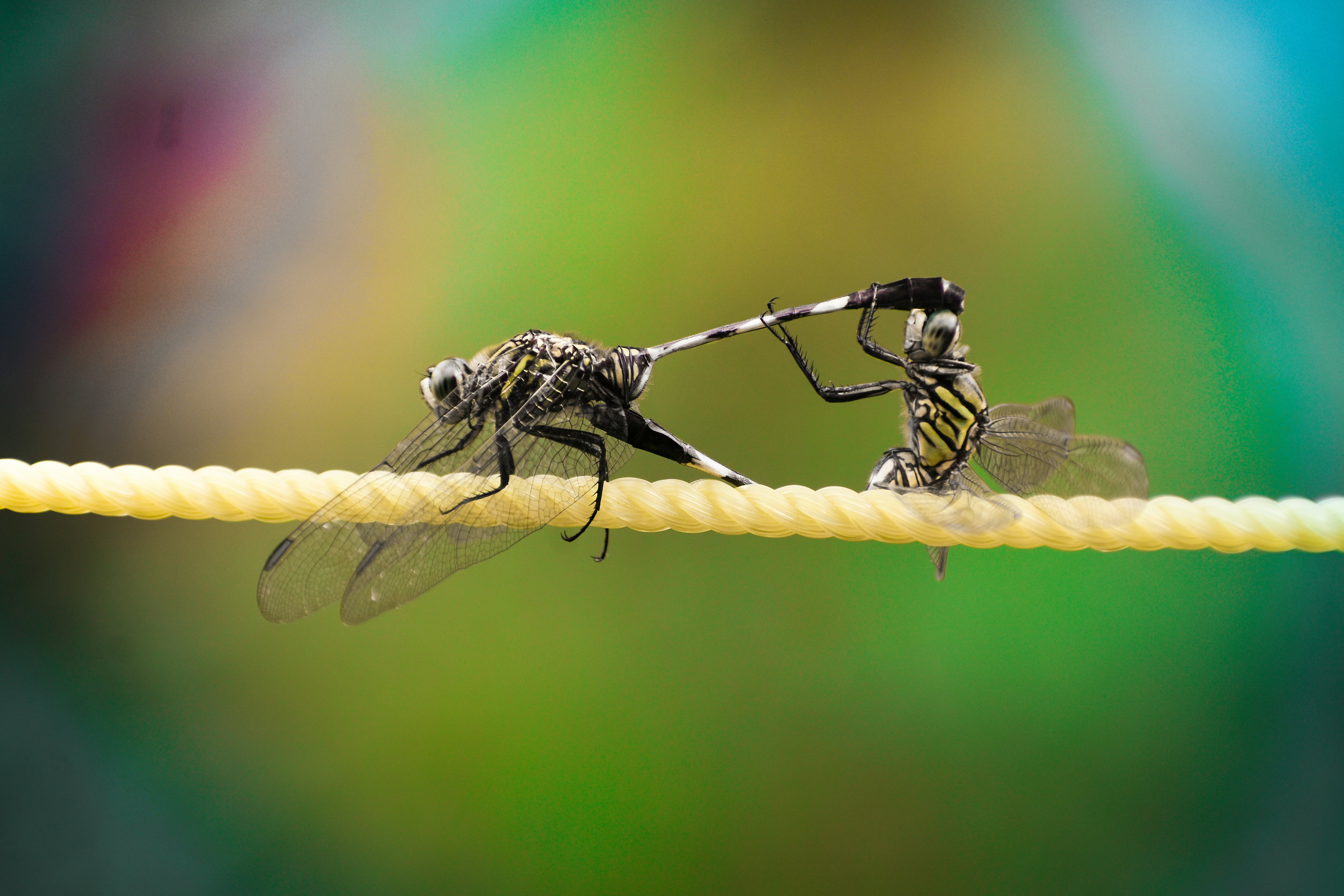 Two Dragonflies on a Sunlit Thread: A Quiet Macro Duet