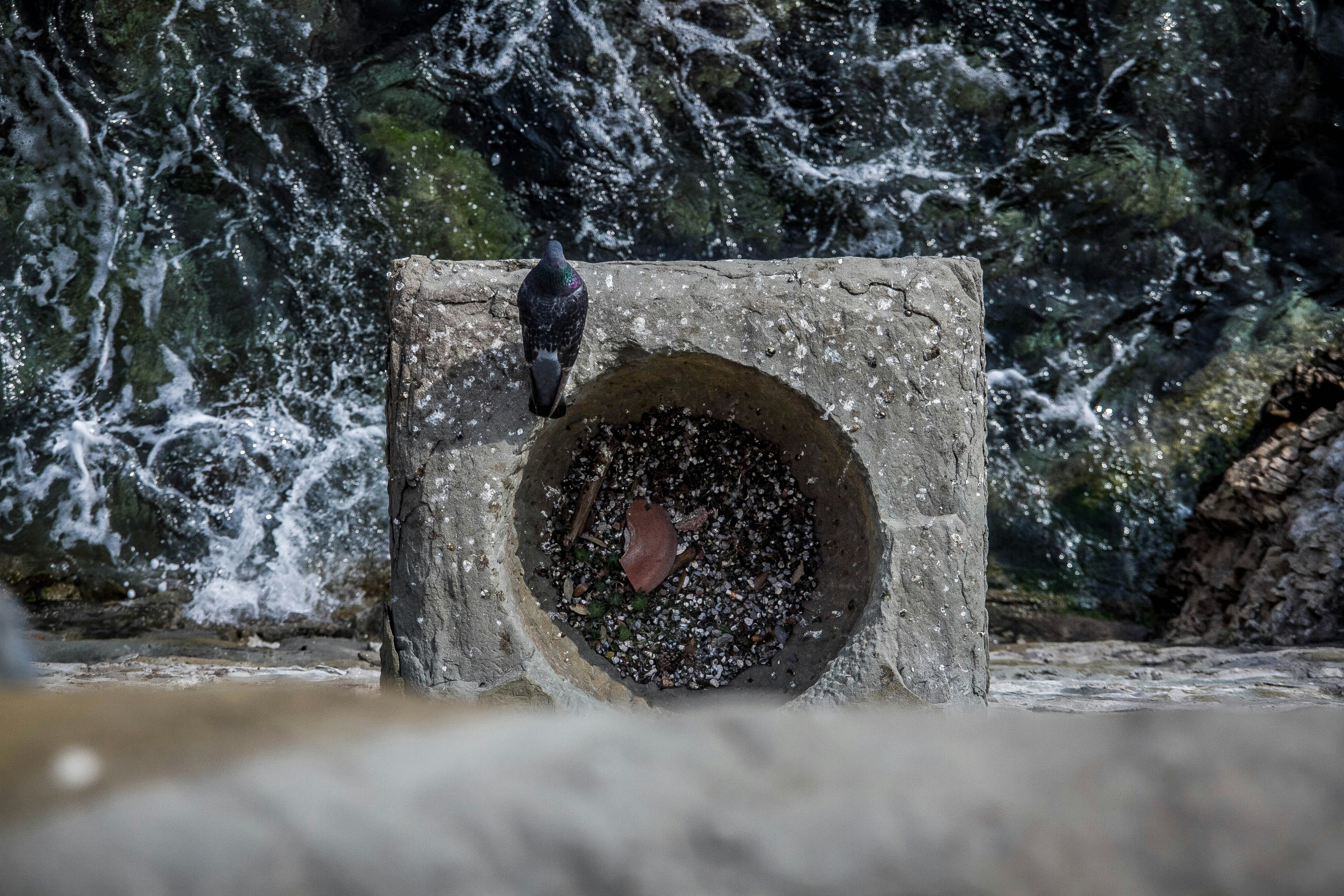 A Peregrine in the Basin: Bird at the Edge of the Echoing Pier