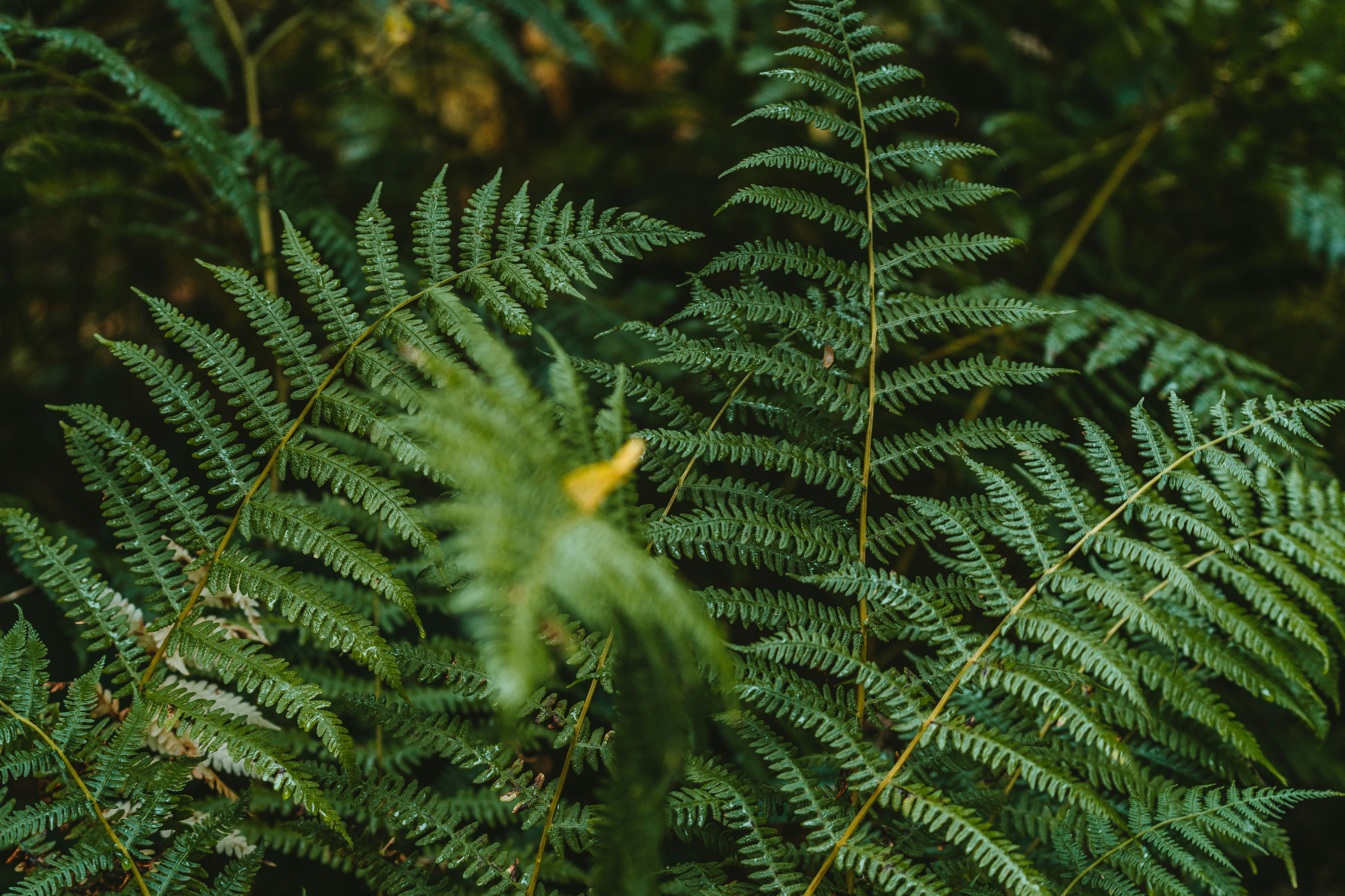 Lush green ferns create a dense tapestry in a tranquil forest setting, with a soft focus on a single fern leaf. The interplay of light and shadow enhances the natural beauty.