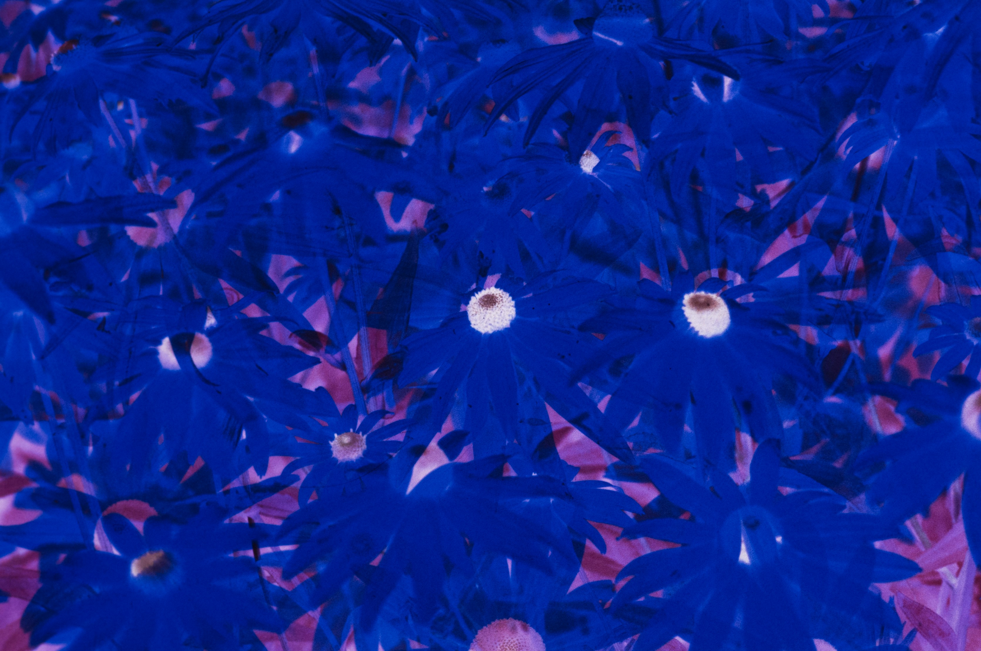 Indigo Star Canopy: Pale Cores in a Velvet Blue Garden