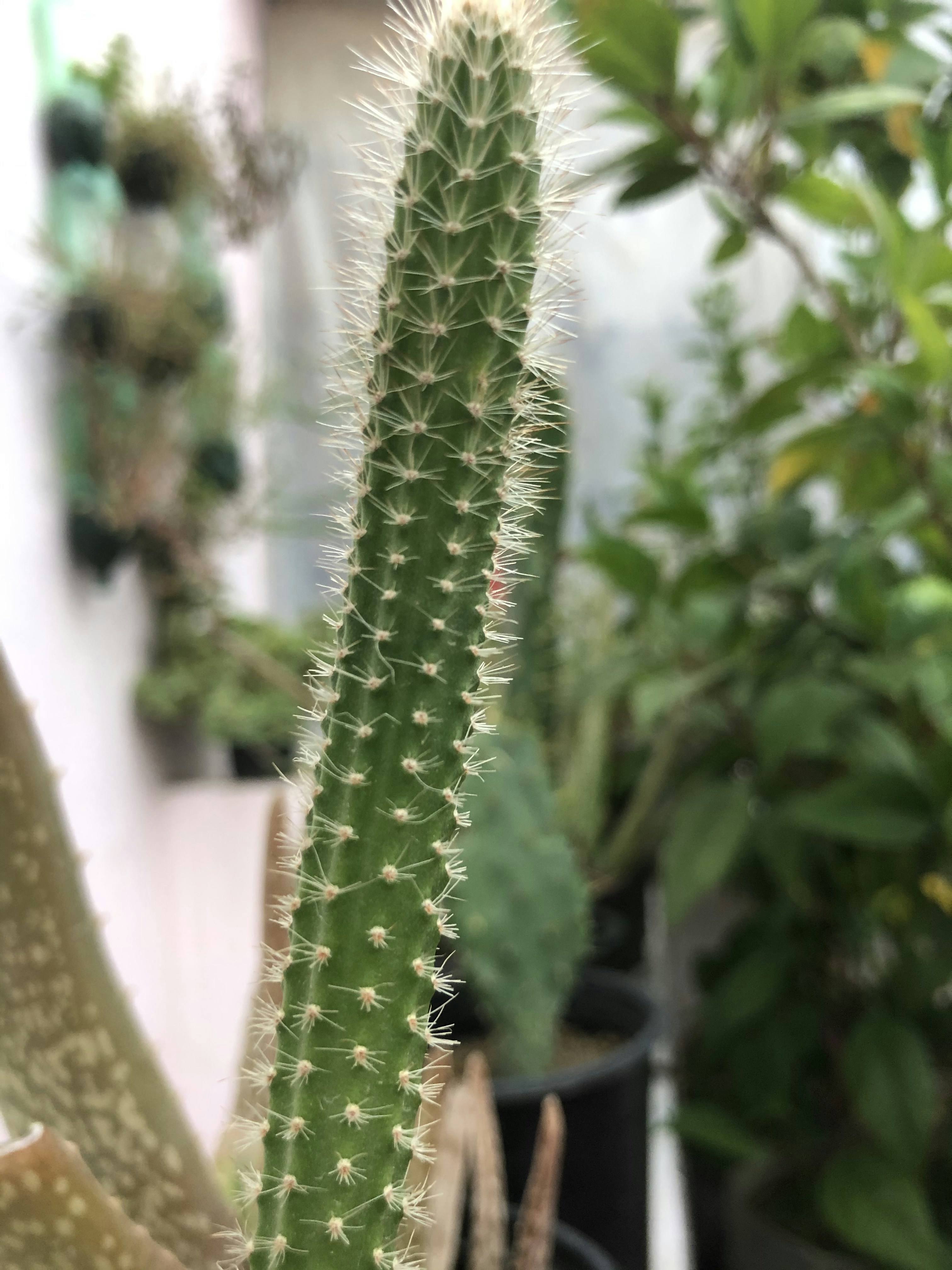 Column of Spines: a close-up portrait of a cactus stem