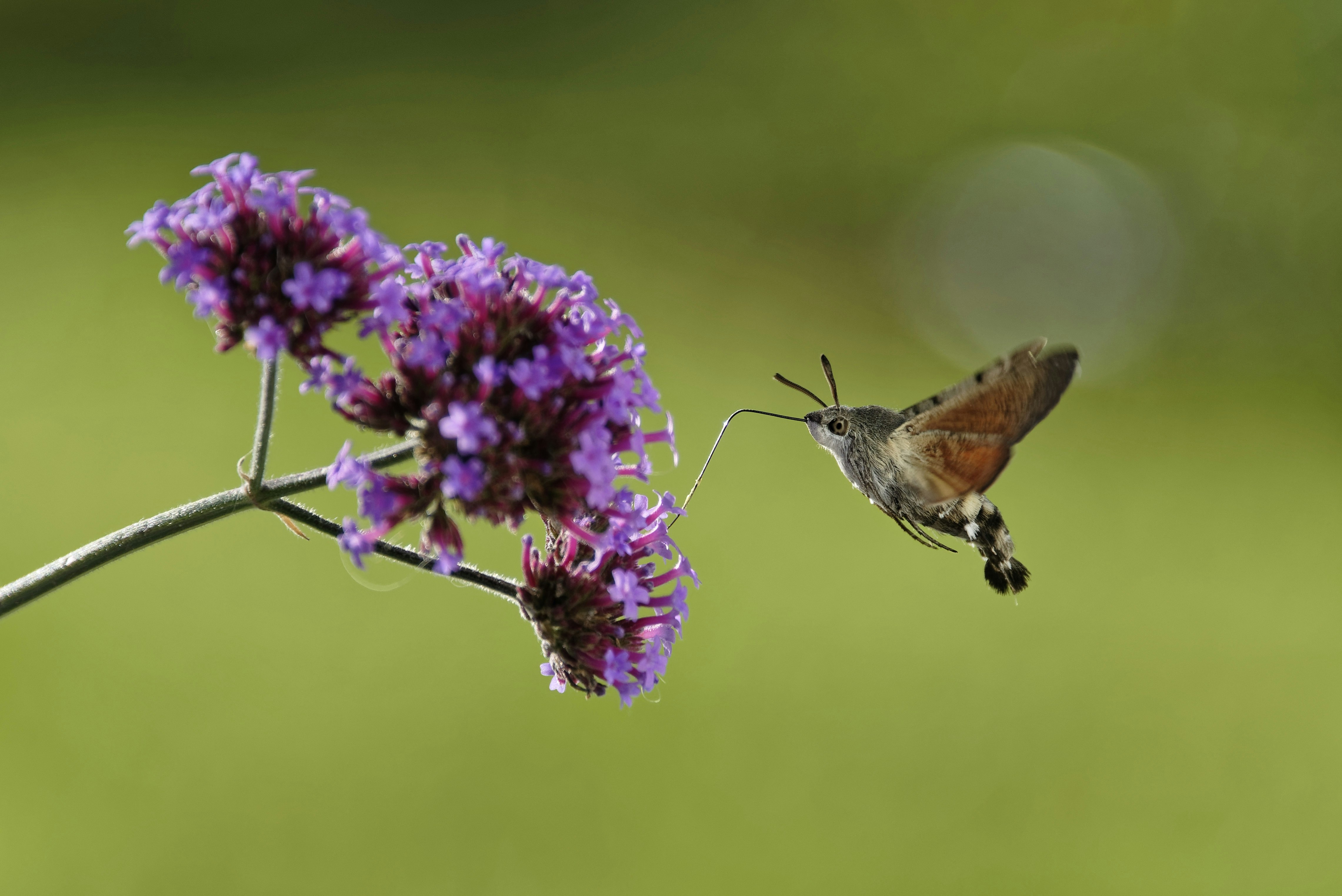 Nectar Dash at Violet Verbenas: A Hummingbird Hawk-Moth in Flight