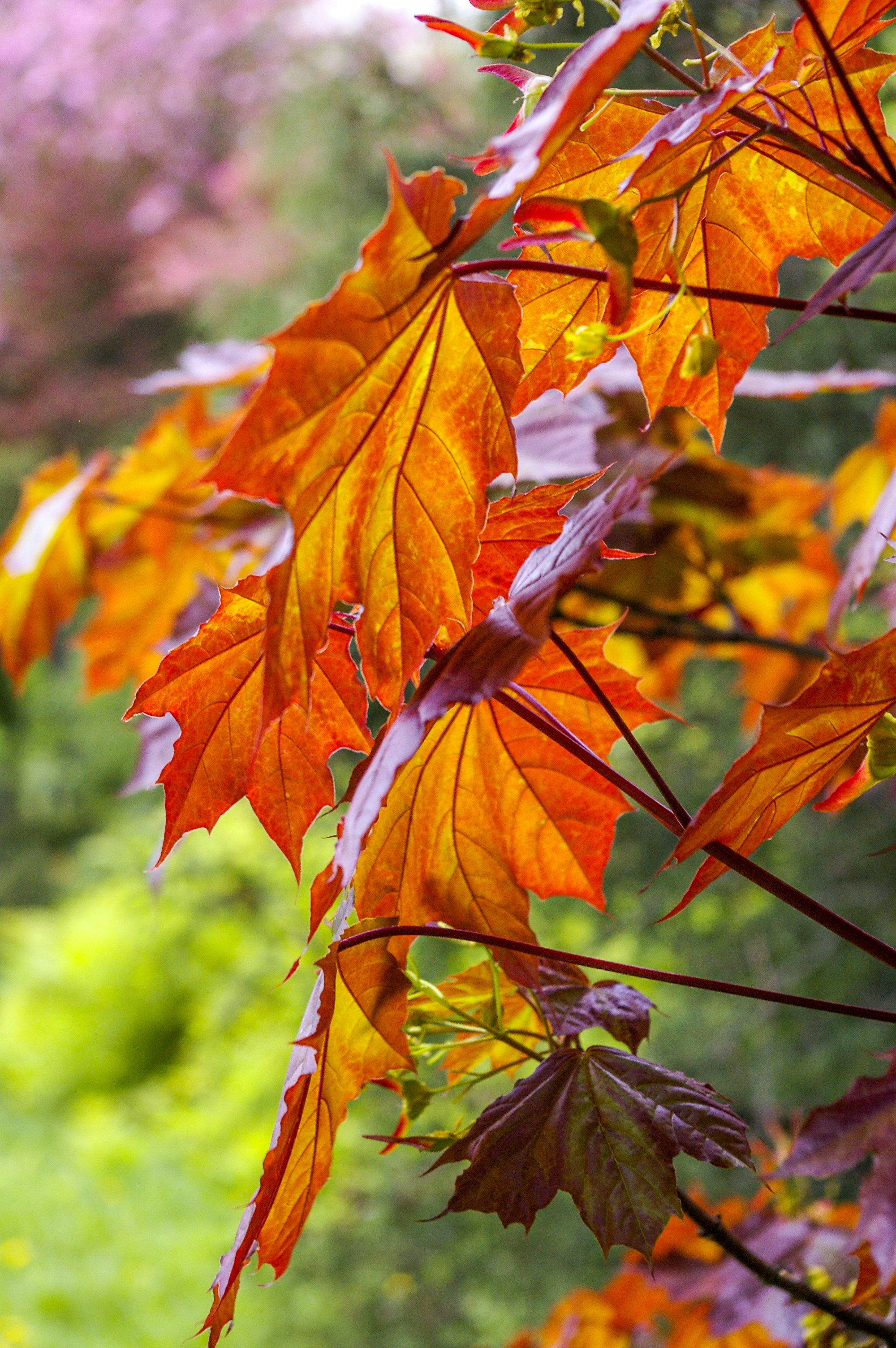 Spring Leaves Pictures | Download Free Images on Unsplash