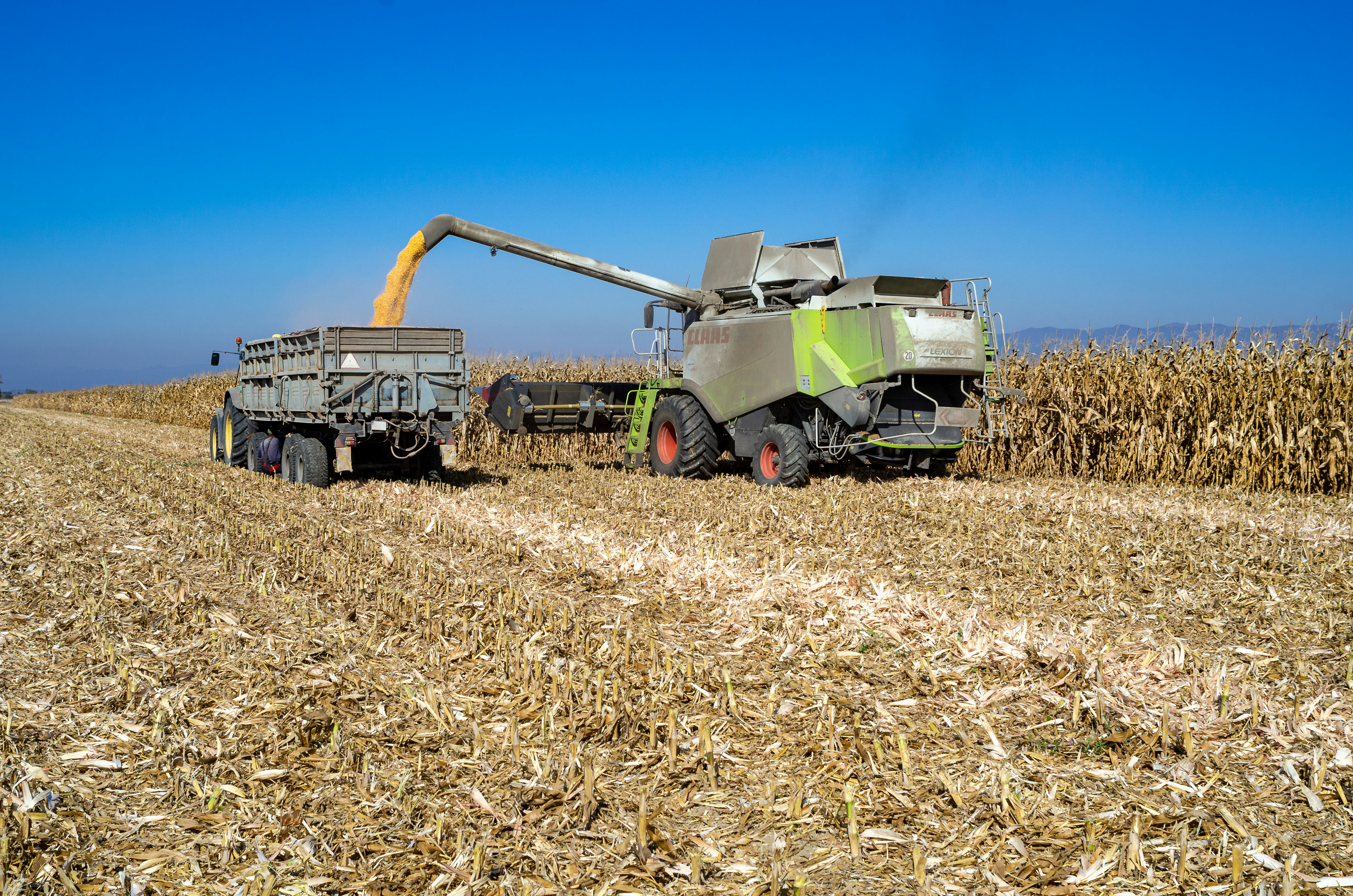 Corn Harvest Pictures | Download Free Images on Unsplash