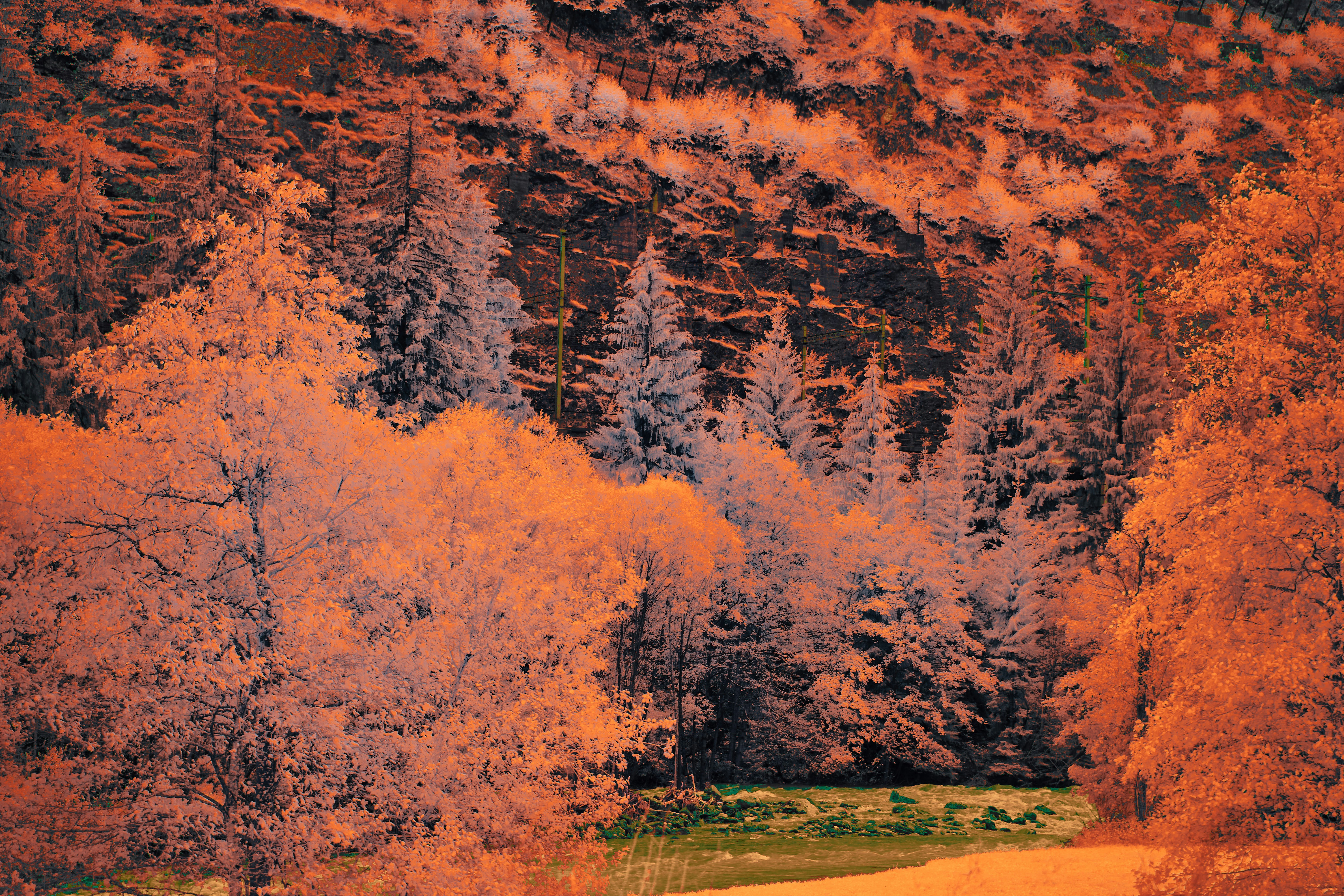 Vibrant orange foliage envelops a serene landscape, highlighting the transition of seasons. The interplay of light and color creates a dreamlike atmosphere.