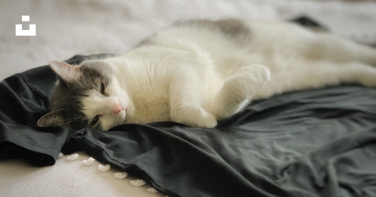 검은 직물에 누워있는 흰 고양이 사진 Unsplash의 무료 고양이 이미지