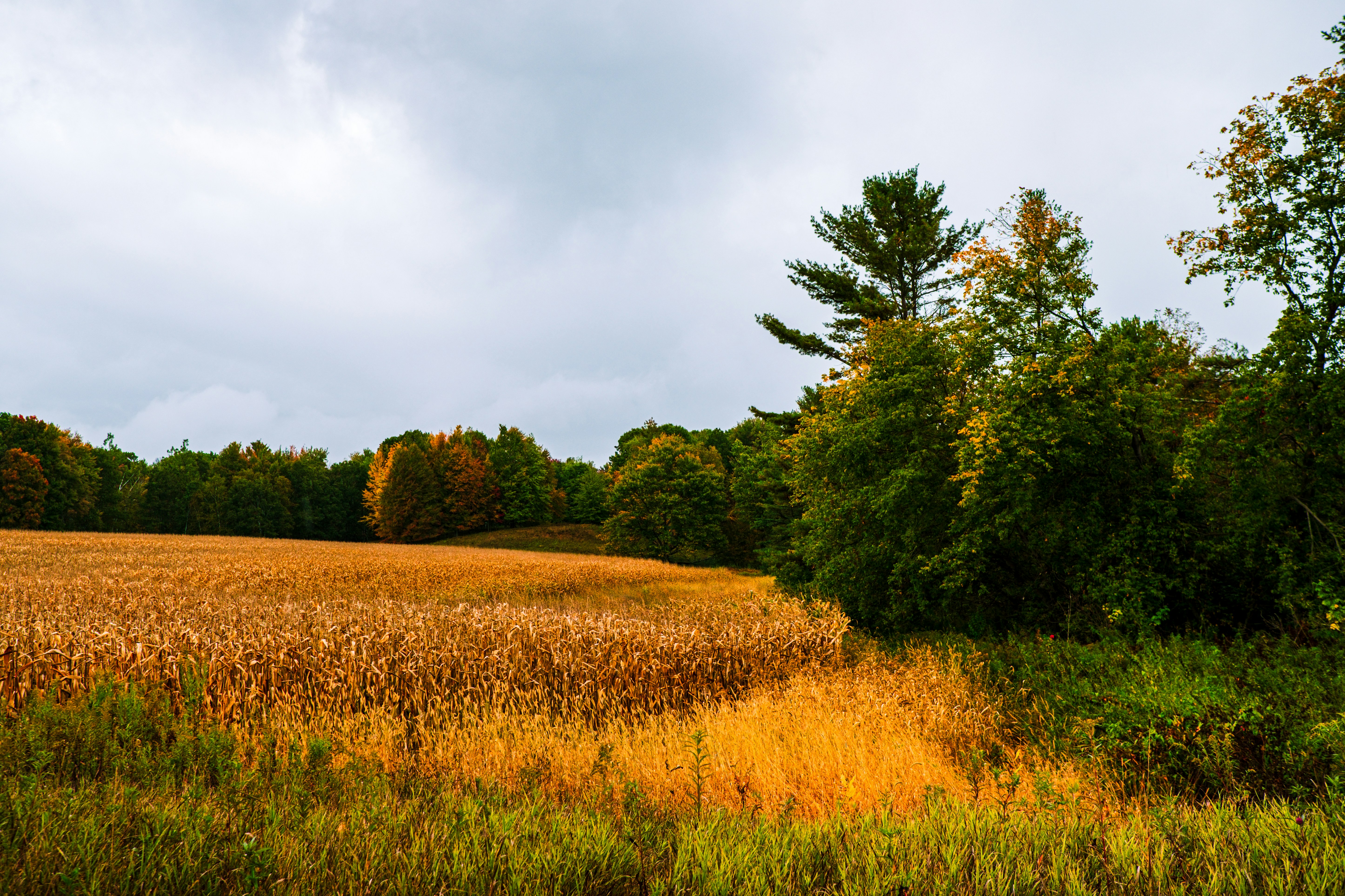 Brown grass field under cloudy sky during daytime photo – Free Field ...