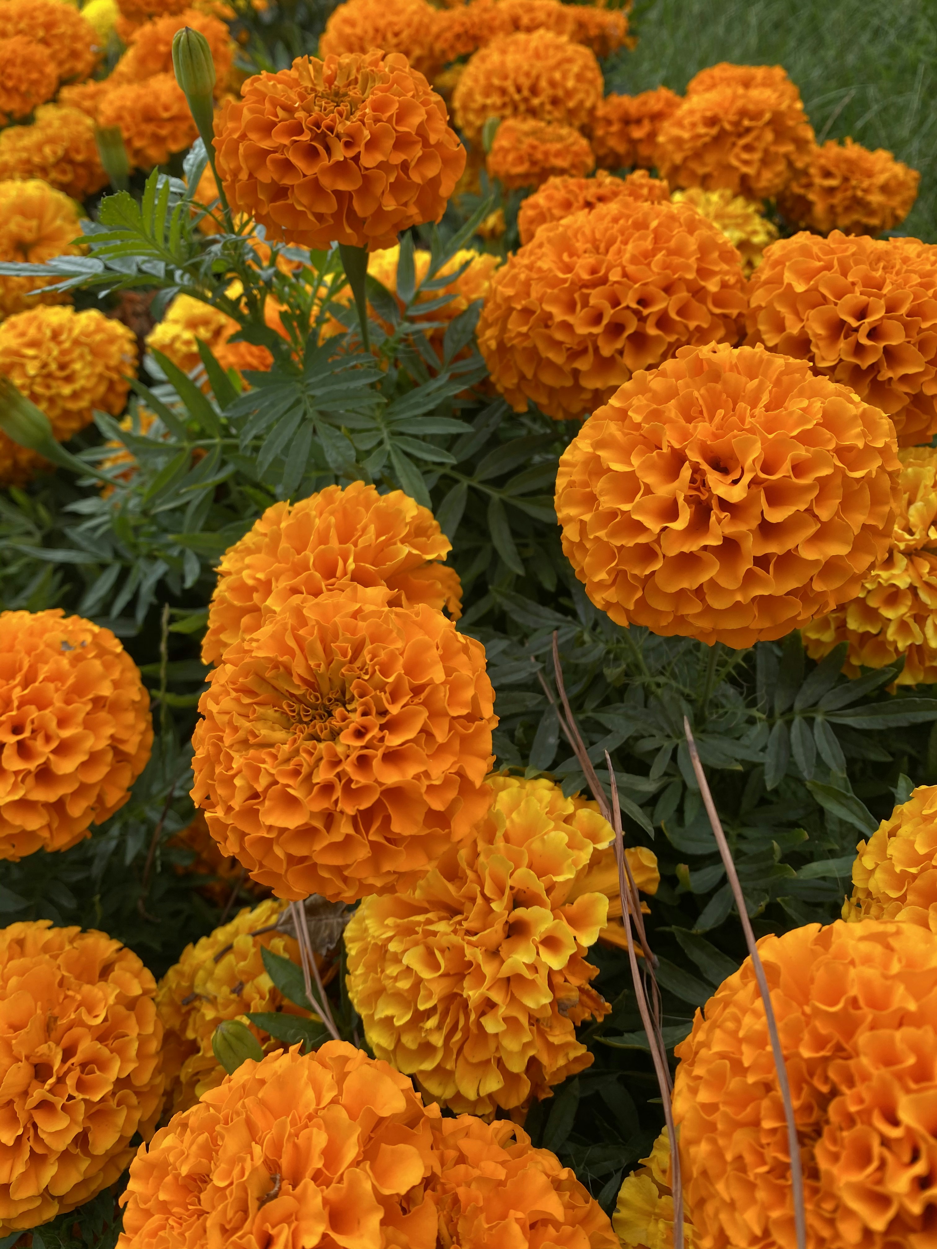 Flor de naranjo en fotografía de primer plano foto – Imagen de Бешикташ ...