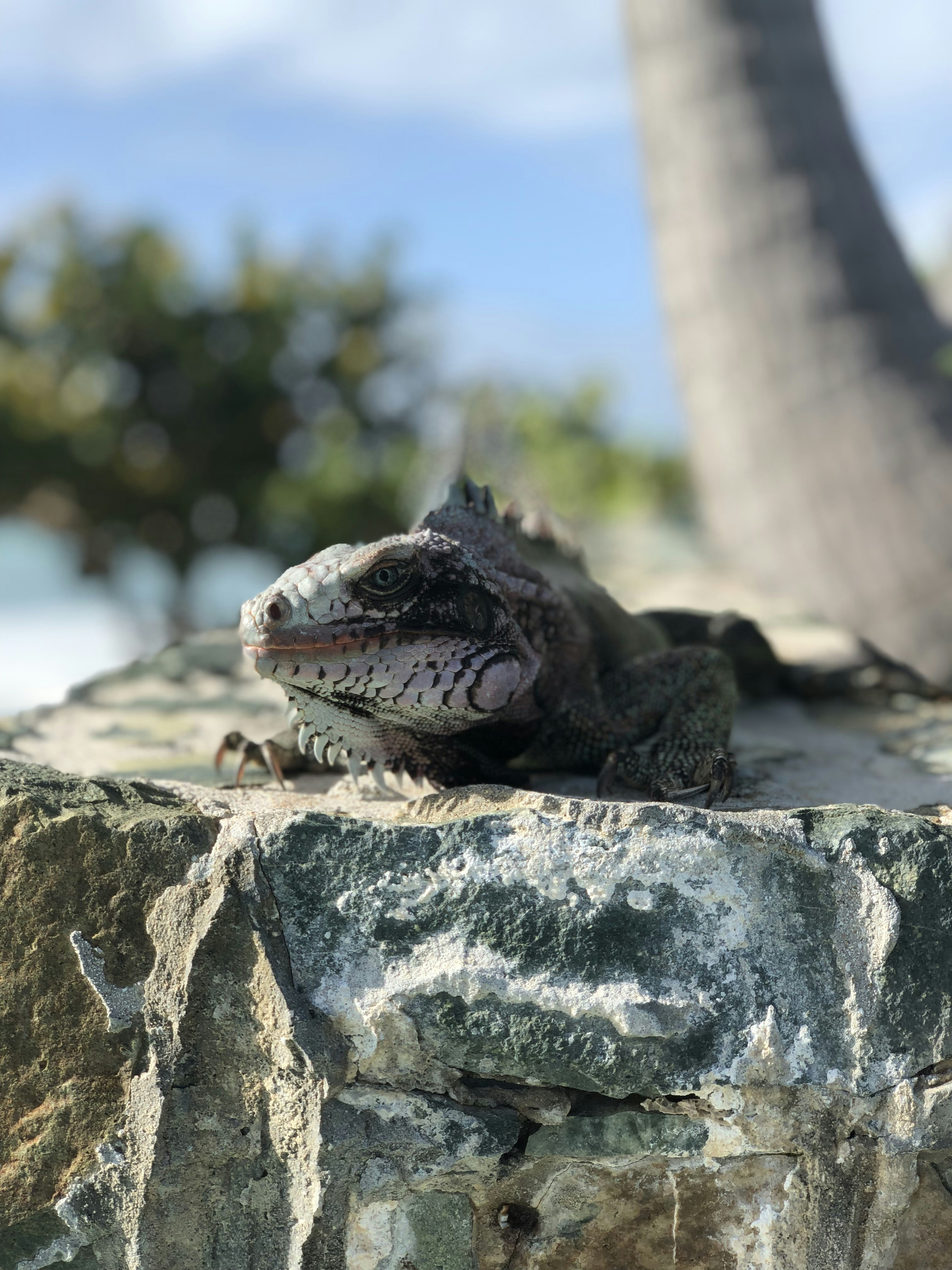 Iguana resting on a stone surface with a blurred background of greenery and water. The scene captures a moment of tranquility in nature.