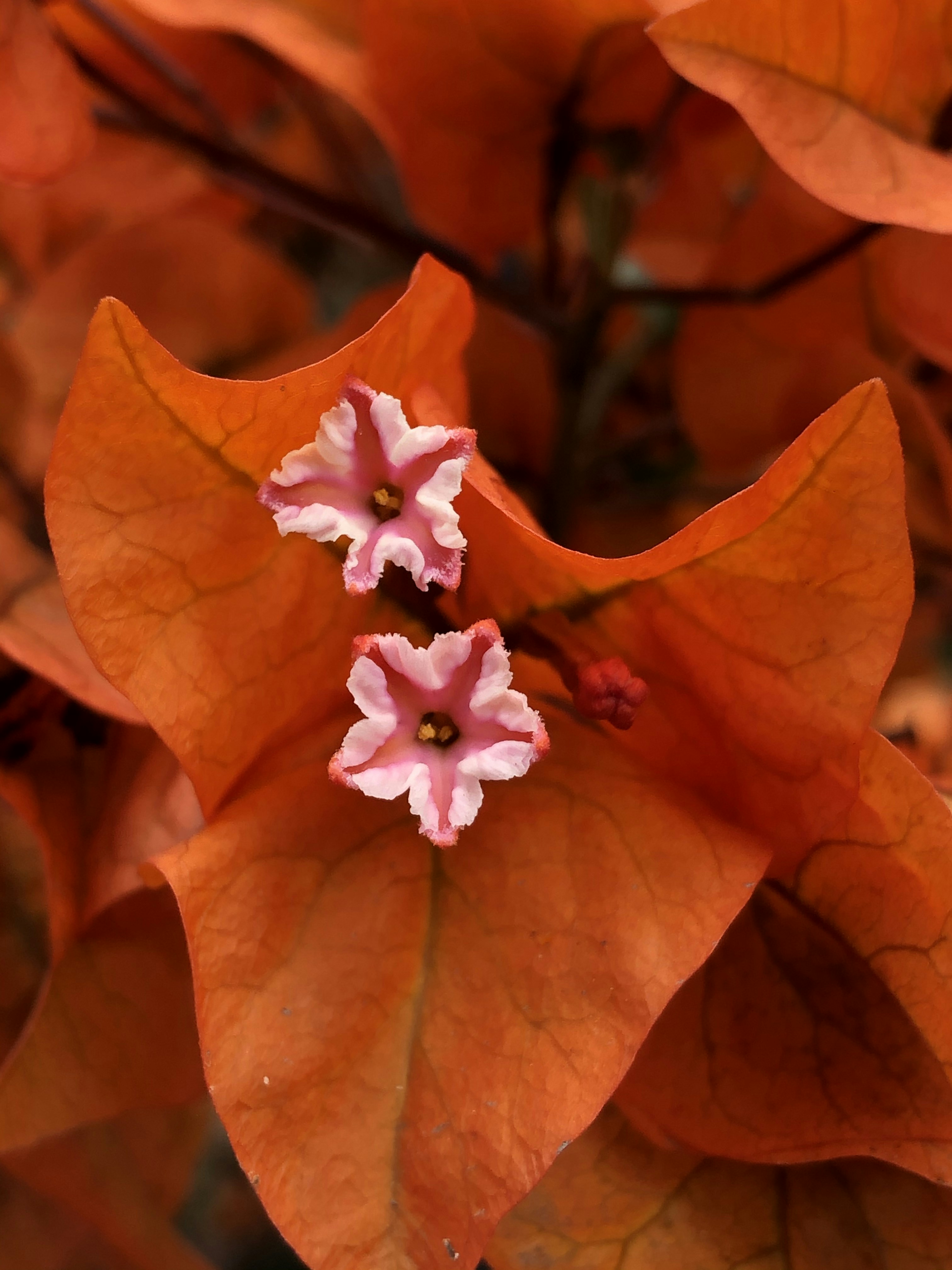 Autumn Flame Bougainvillea: Frilled Pink Centers in an Orange Haze