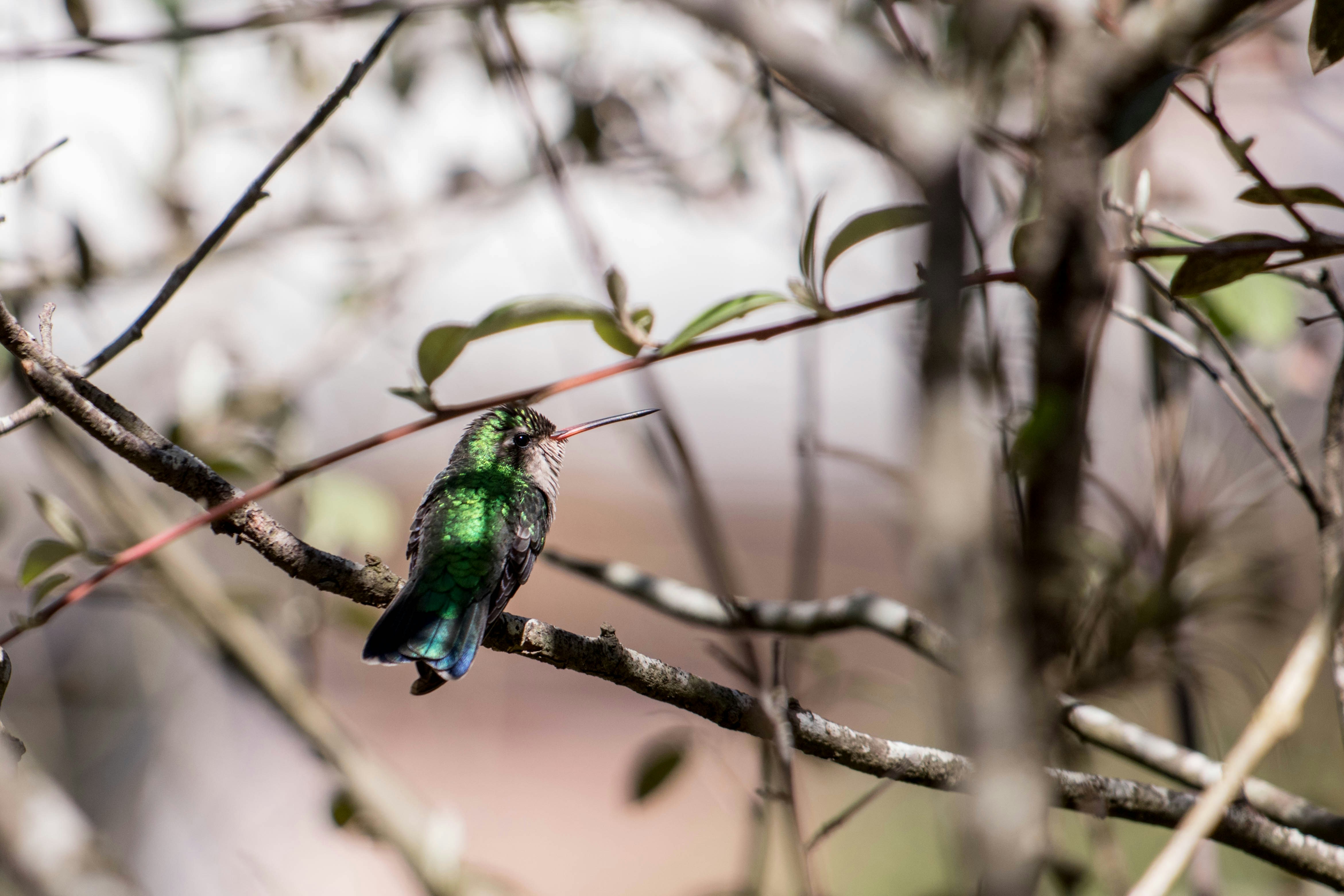 Green and blue bird on brown tree branch photo – Free #hummingbird # ...