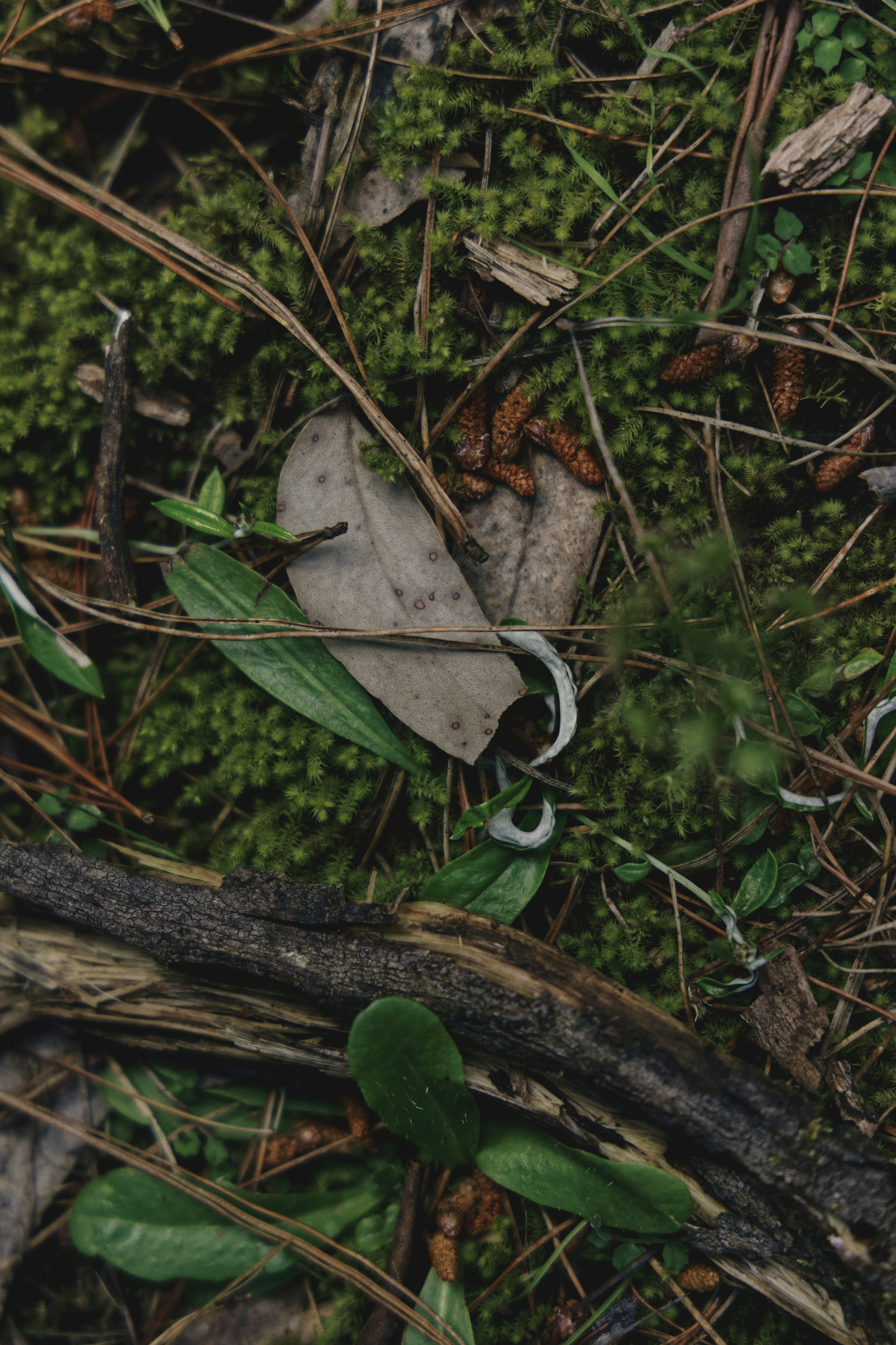 forest floor up close | green moss on brown tree branch