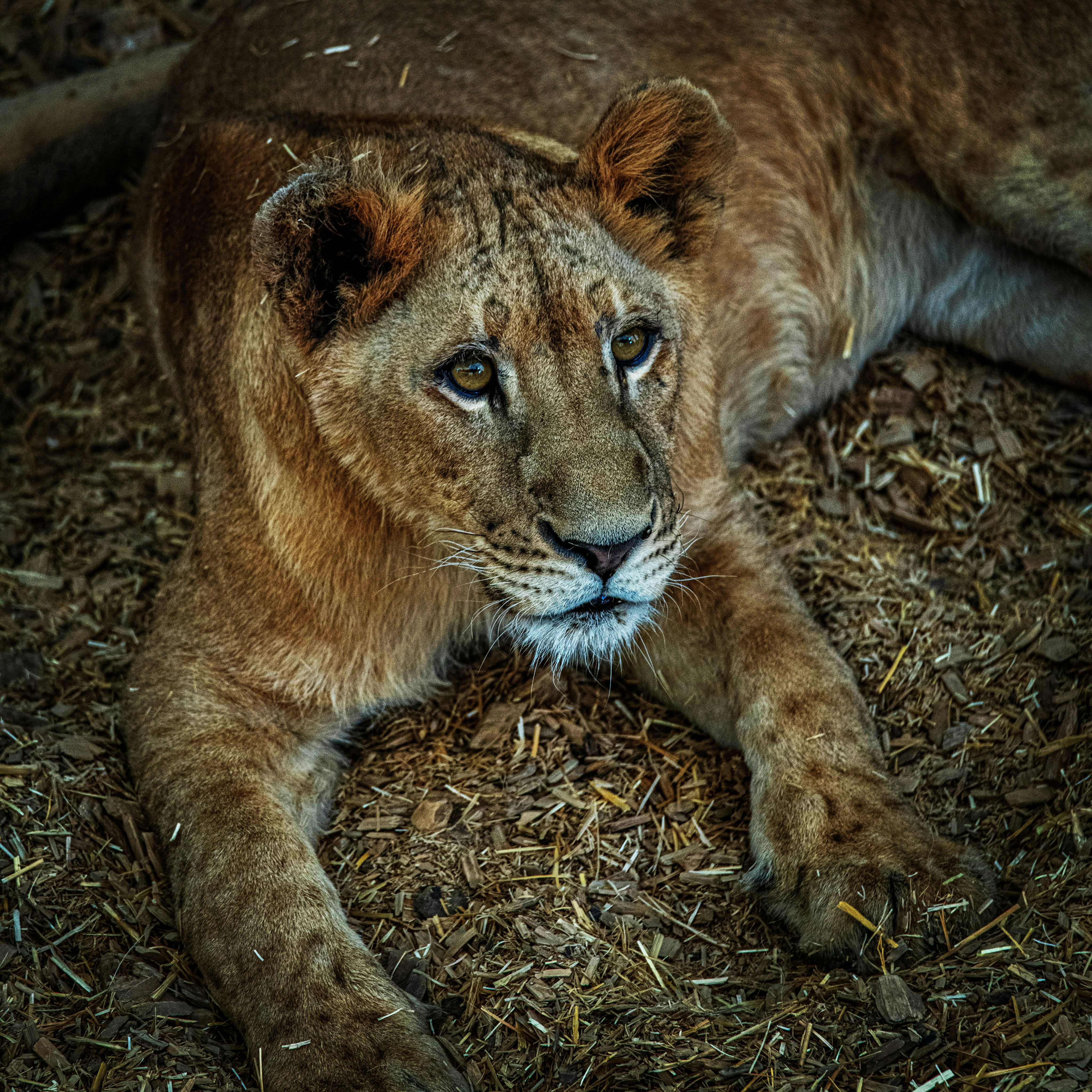 Close-up of a lioness resting on the ground, showcasing her intense gaze and detailed fur texture.