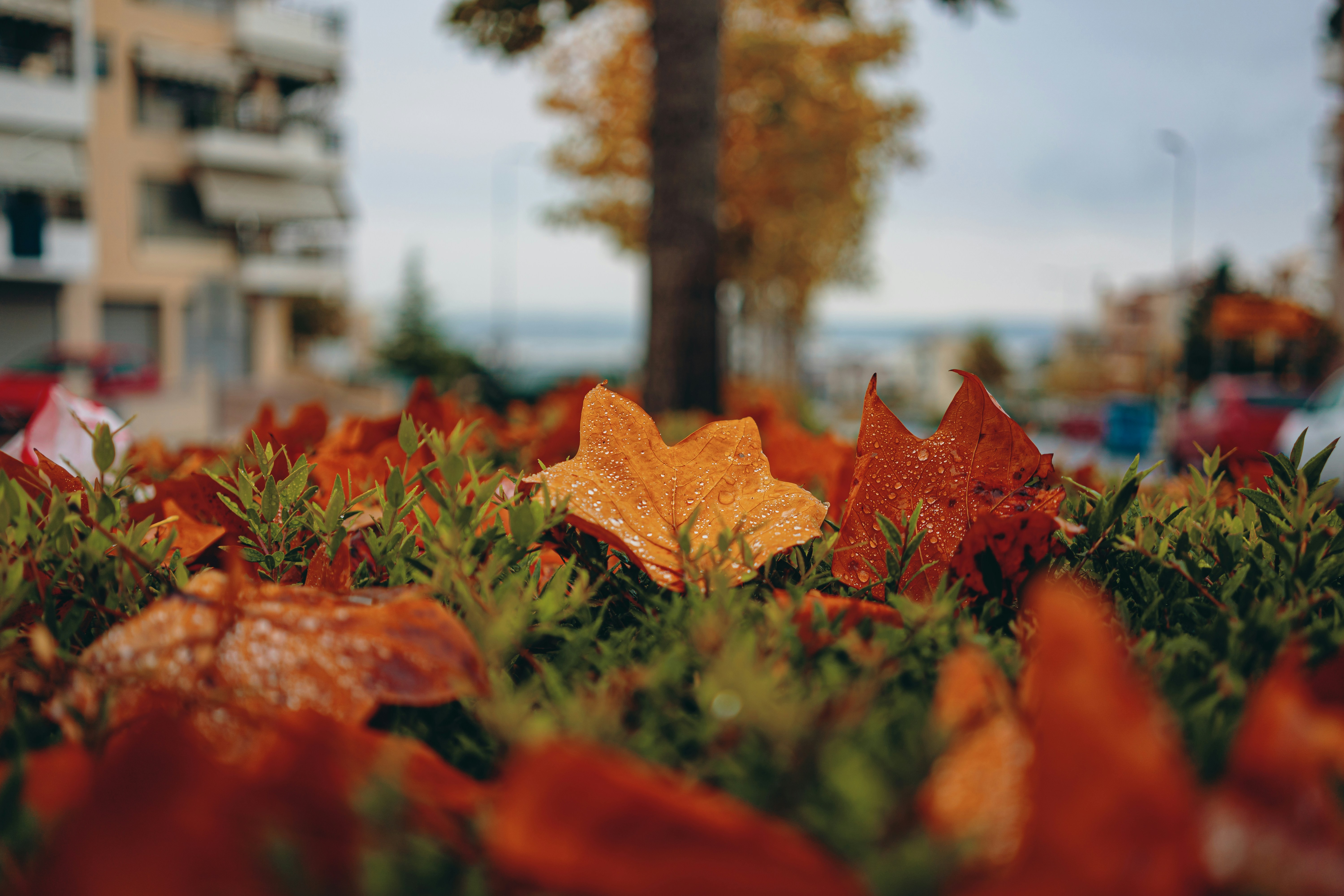 Amber Leaves Stand Guard Over a Quiet City Afternoon