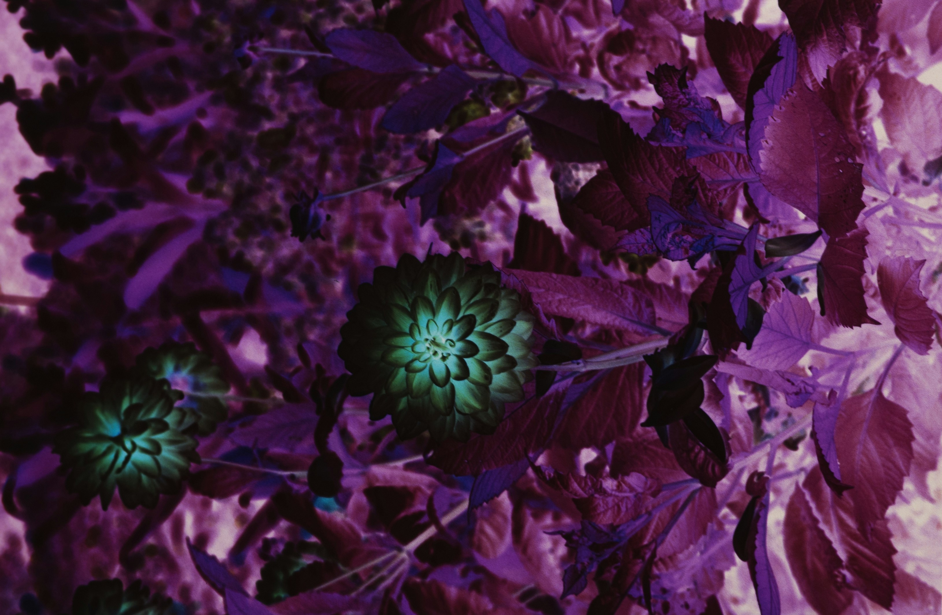 Emerald Rosettes Nestled in a Violet Foliage Field