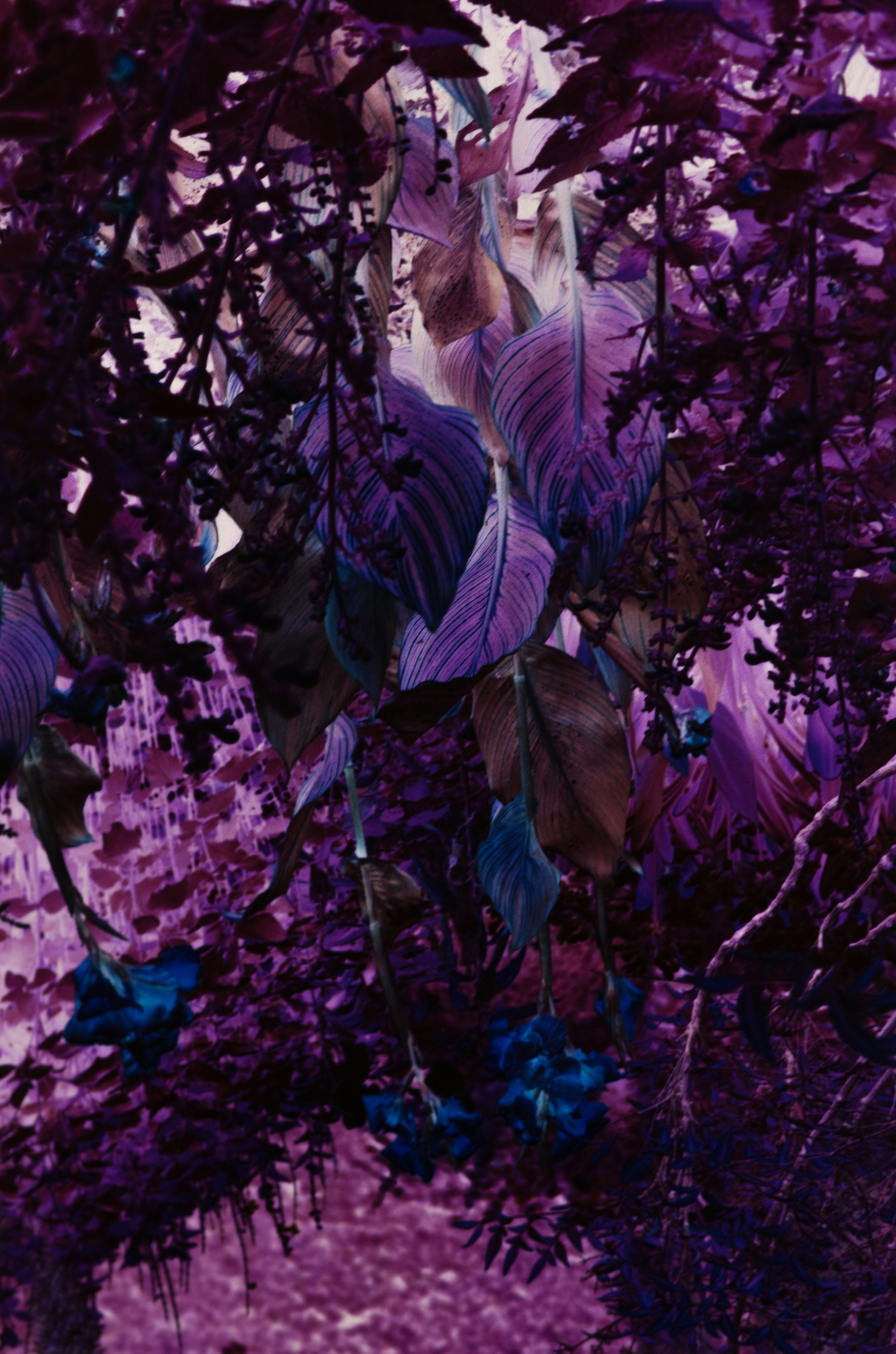 Canopy in Violet: a Velvet Tangle of Twilight Leaves