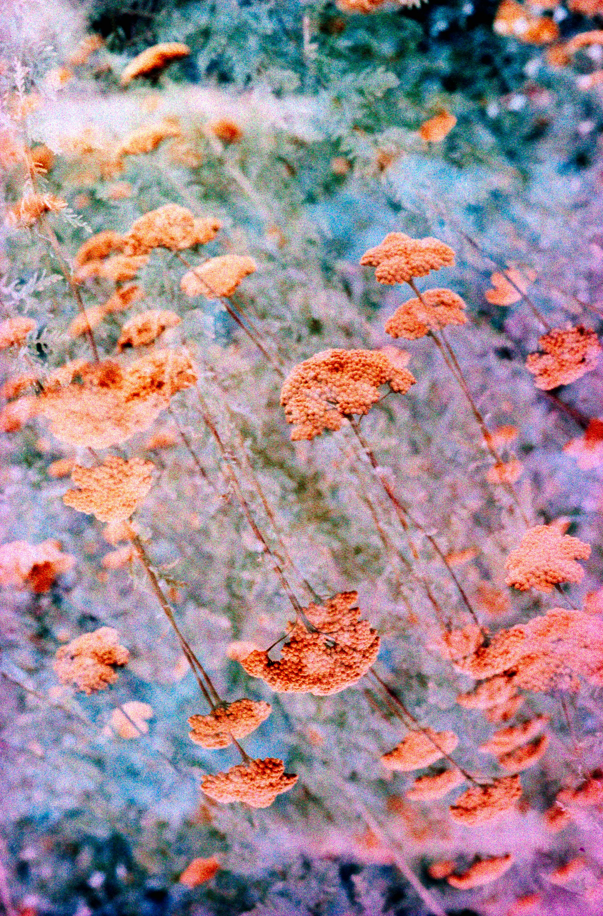 Abstract composition of delicate flowers suspended in a soft, colorful haze.