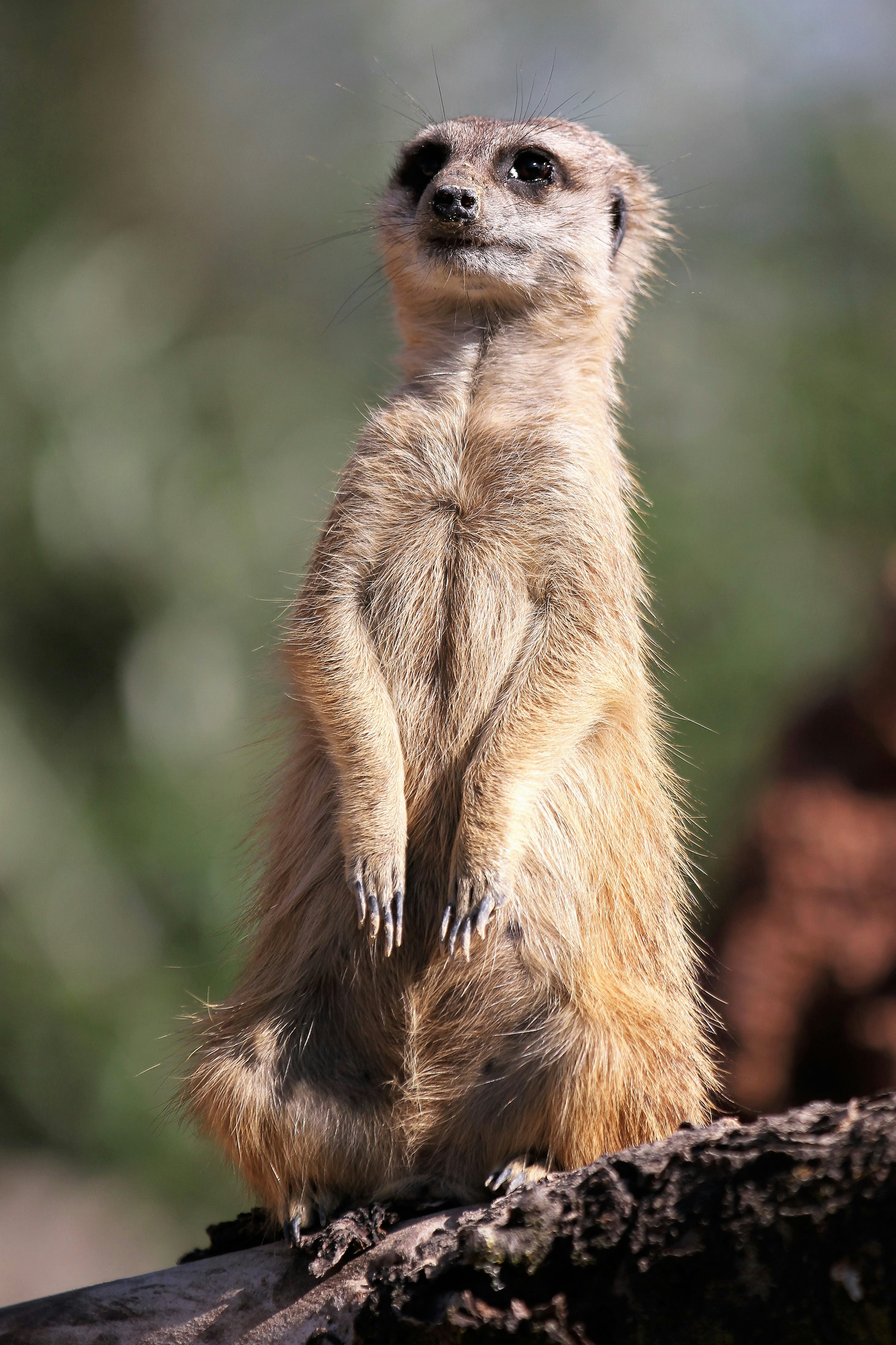 Suricate Pictures | Download Free Images on Unsplash