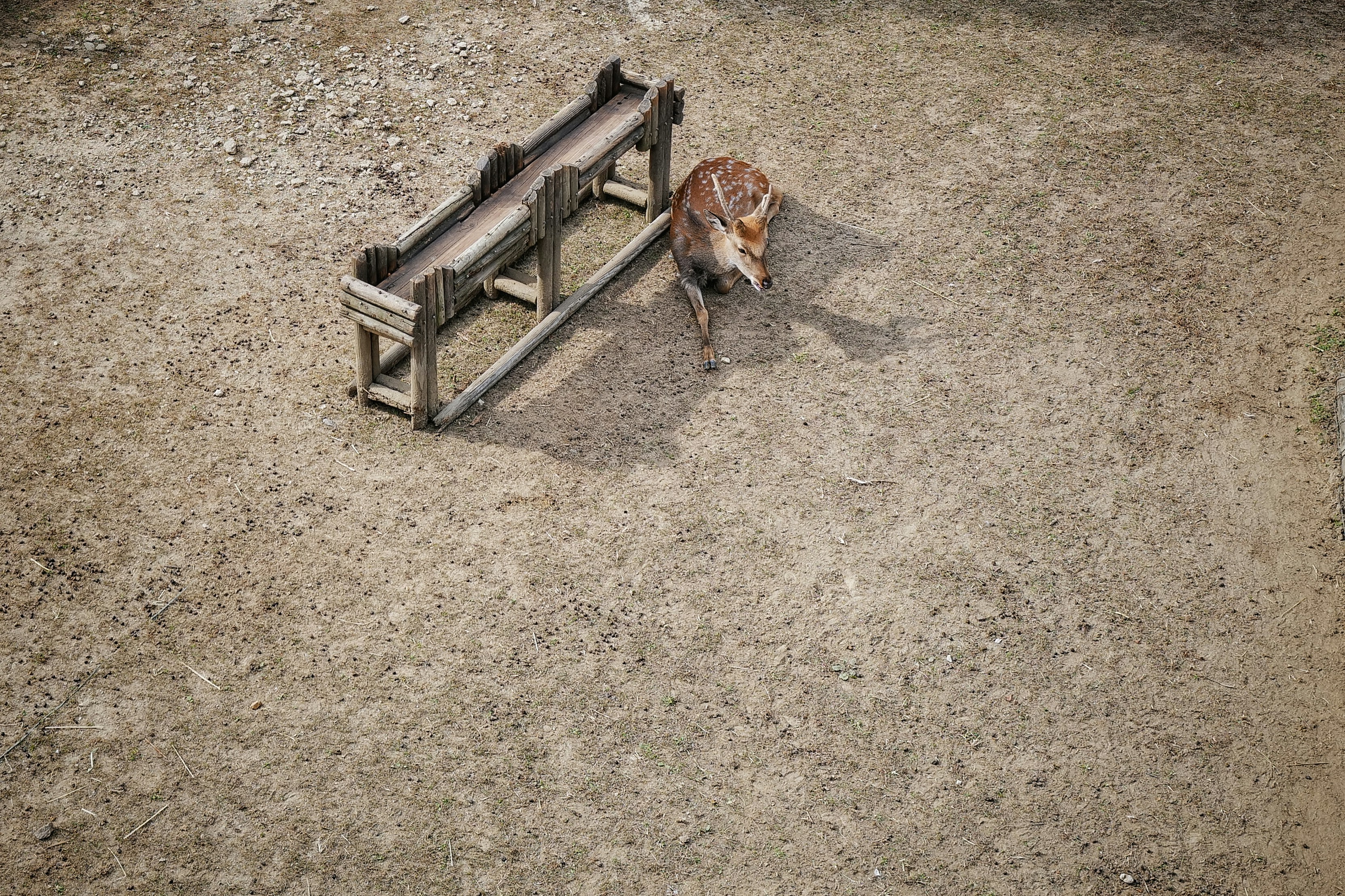 brown short coated dog on brown wooden bench