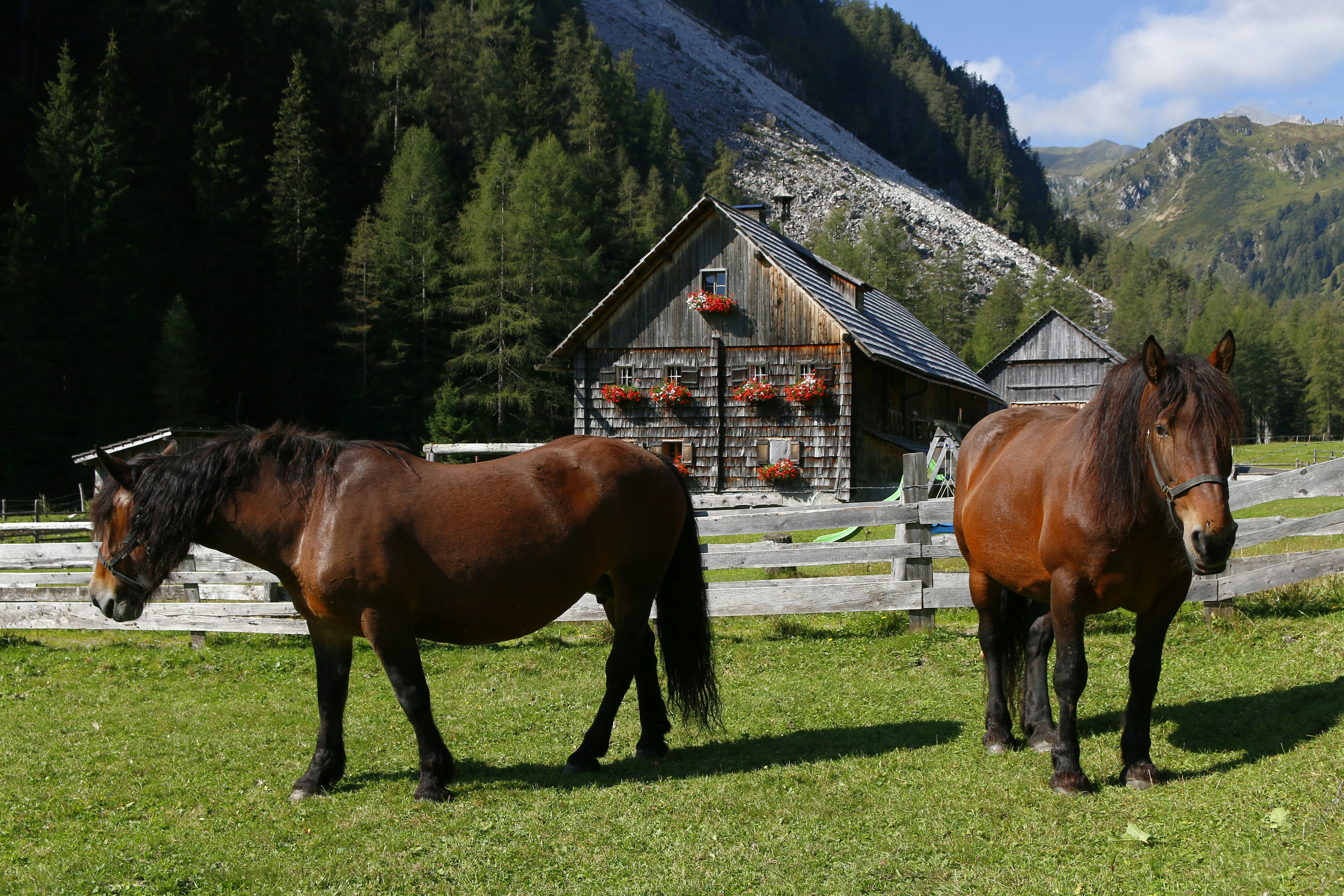 Pasture Duet under Alpine Light