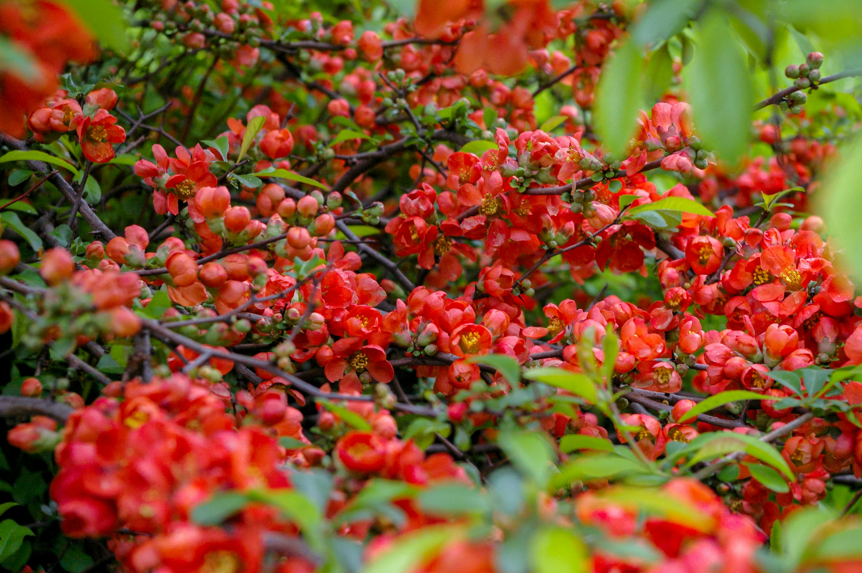 Fruits ronds rouges sur les plantes vertes pendant la journée photo ...