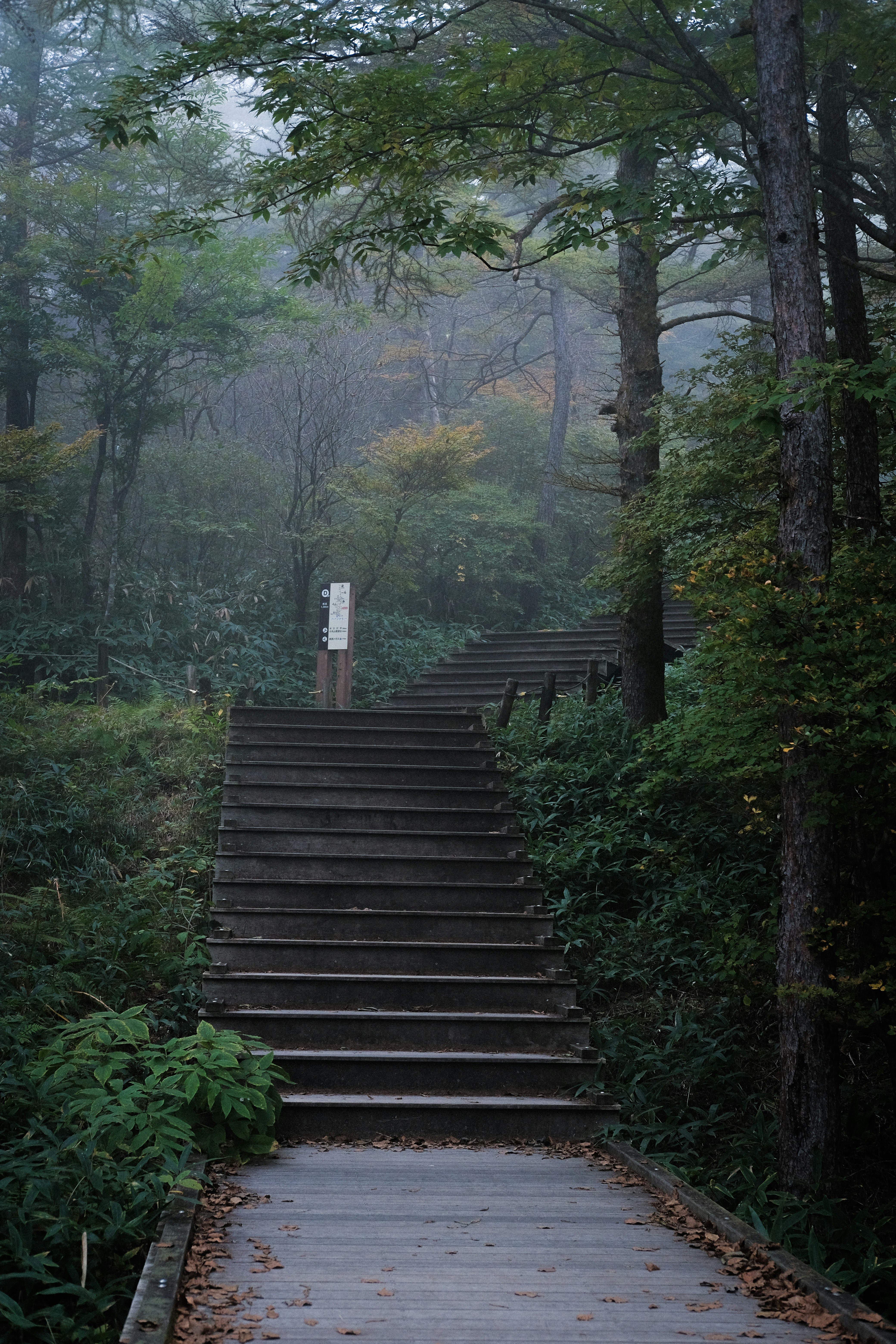 Mist-Wrapped Ascent Through the Quiet Forest