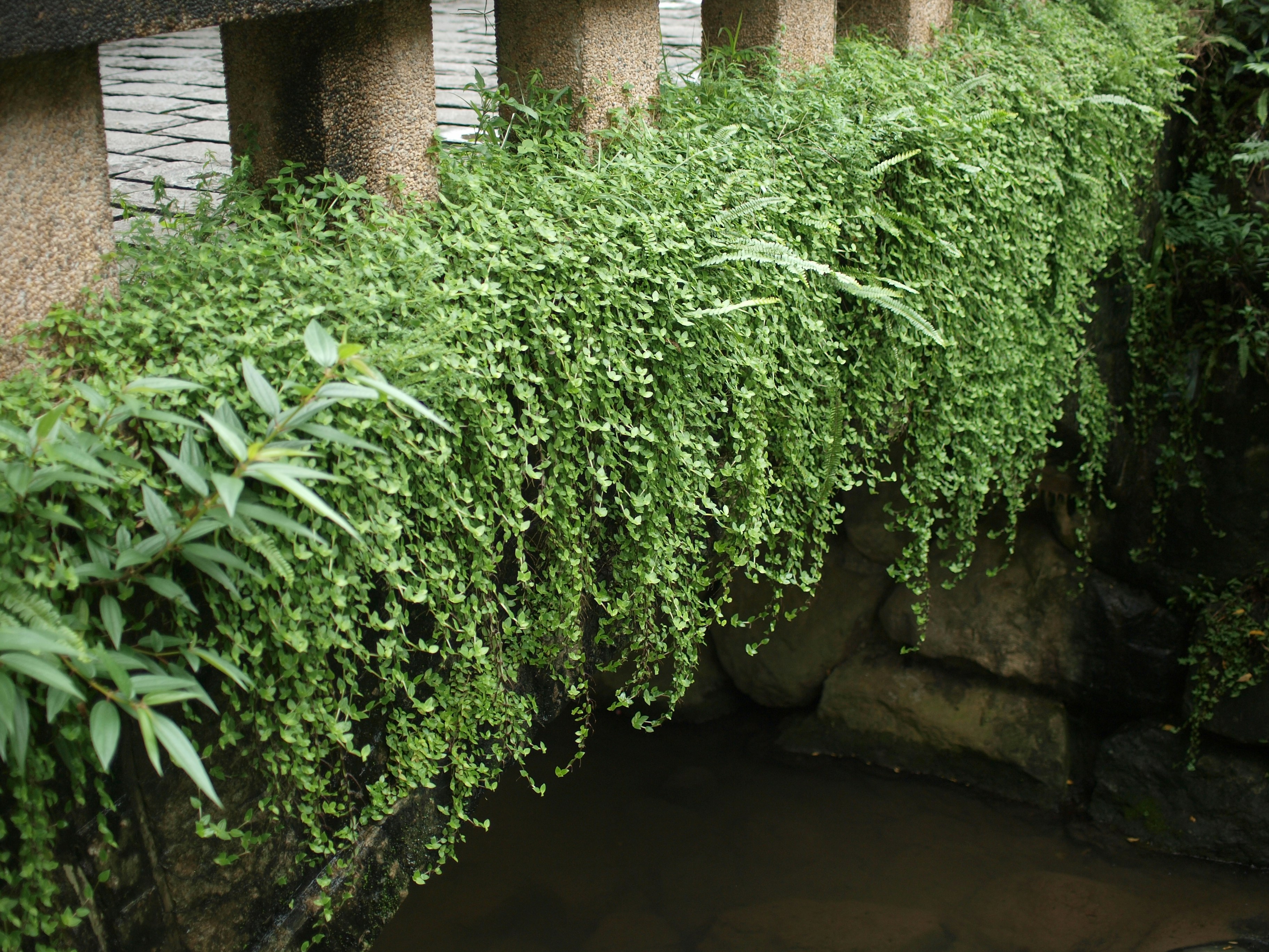 A dense curtain of green foliage cascading over a stone structure, framing a serene waterway below.