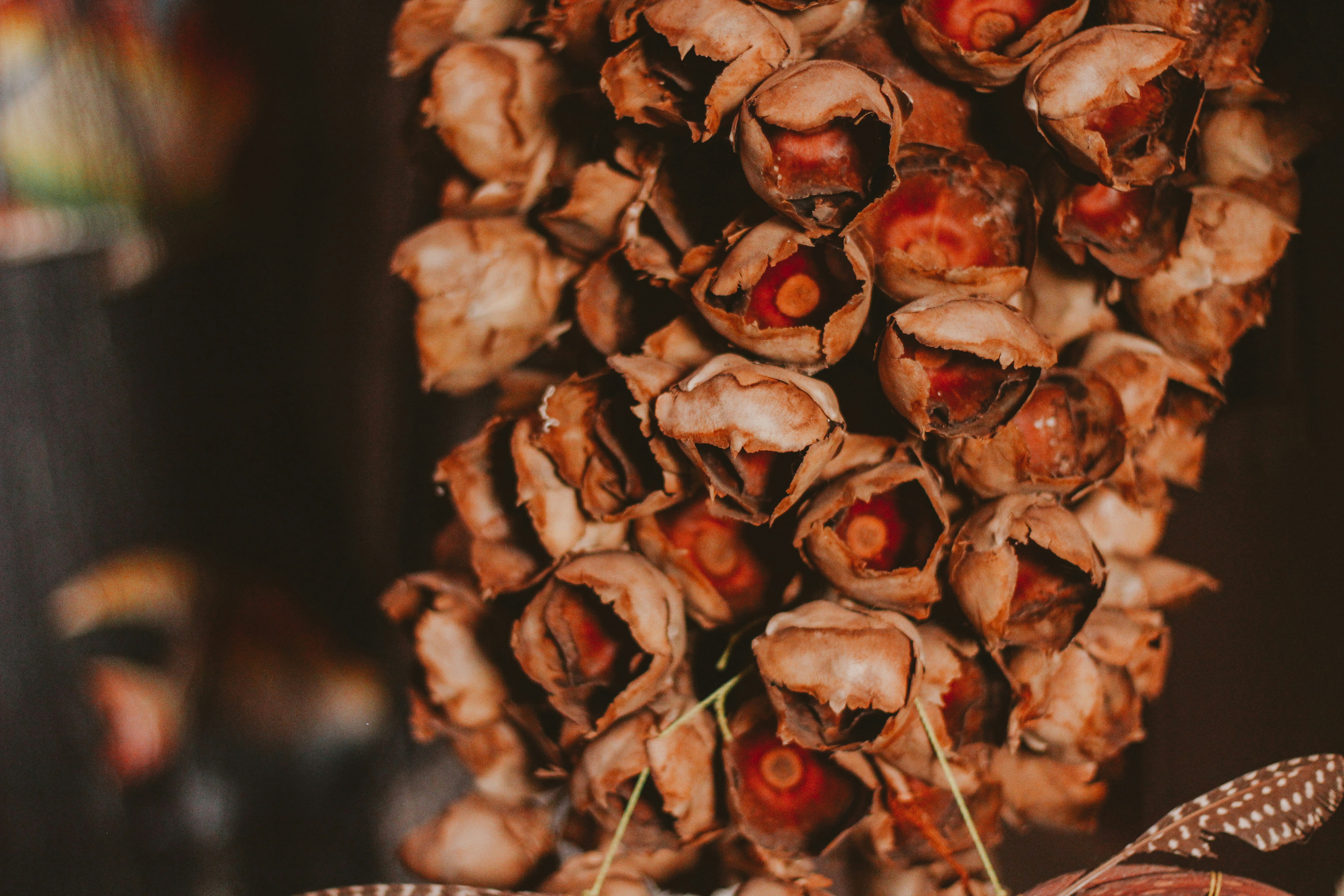 Fruits ronds bruns et rouges photo – Photo Brésil Gratuite sur Unsplash