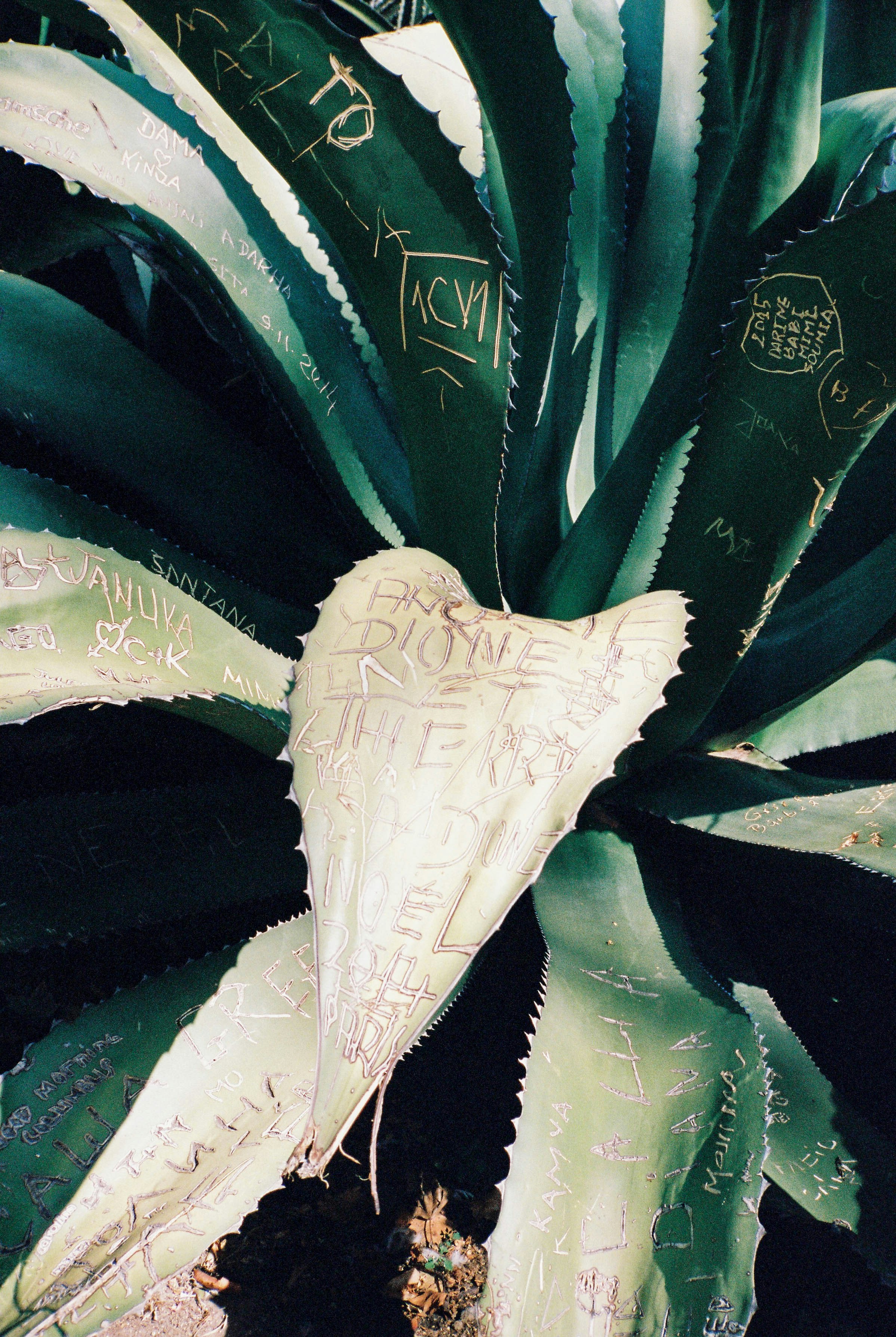 Carved secrets on spiky foliage: a sunlit agave with graffiti-pattered leaves