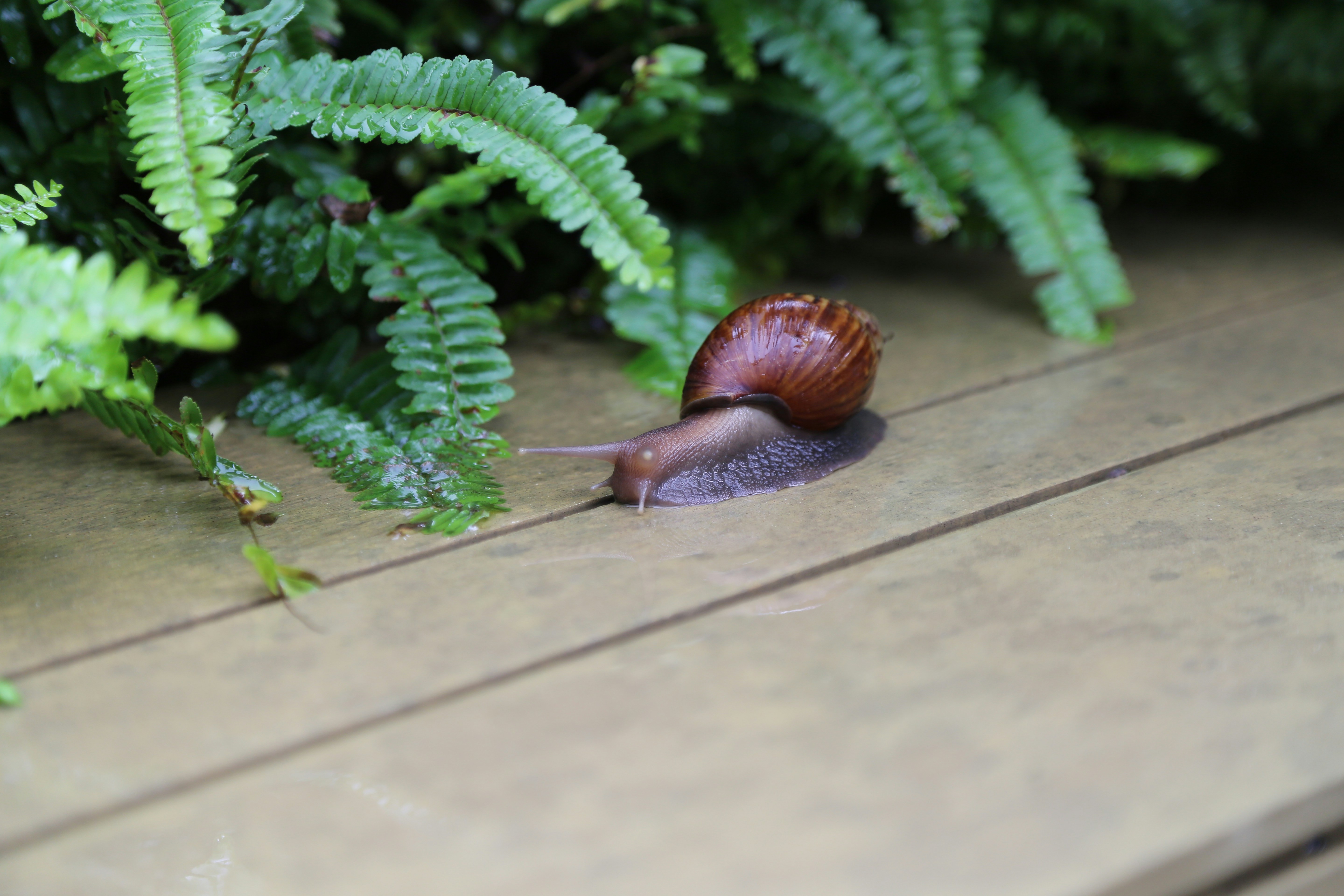A snail glides across a wooden surface, surrounded by lush ferns, showcasing its delicate form and texture. The scene captures a moment of tranquility in nature.