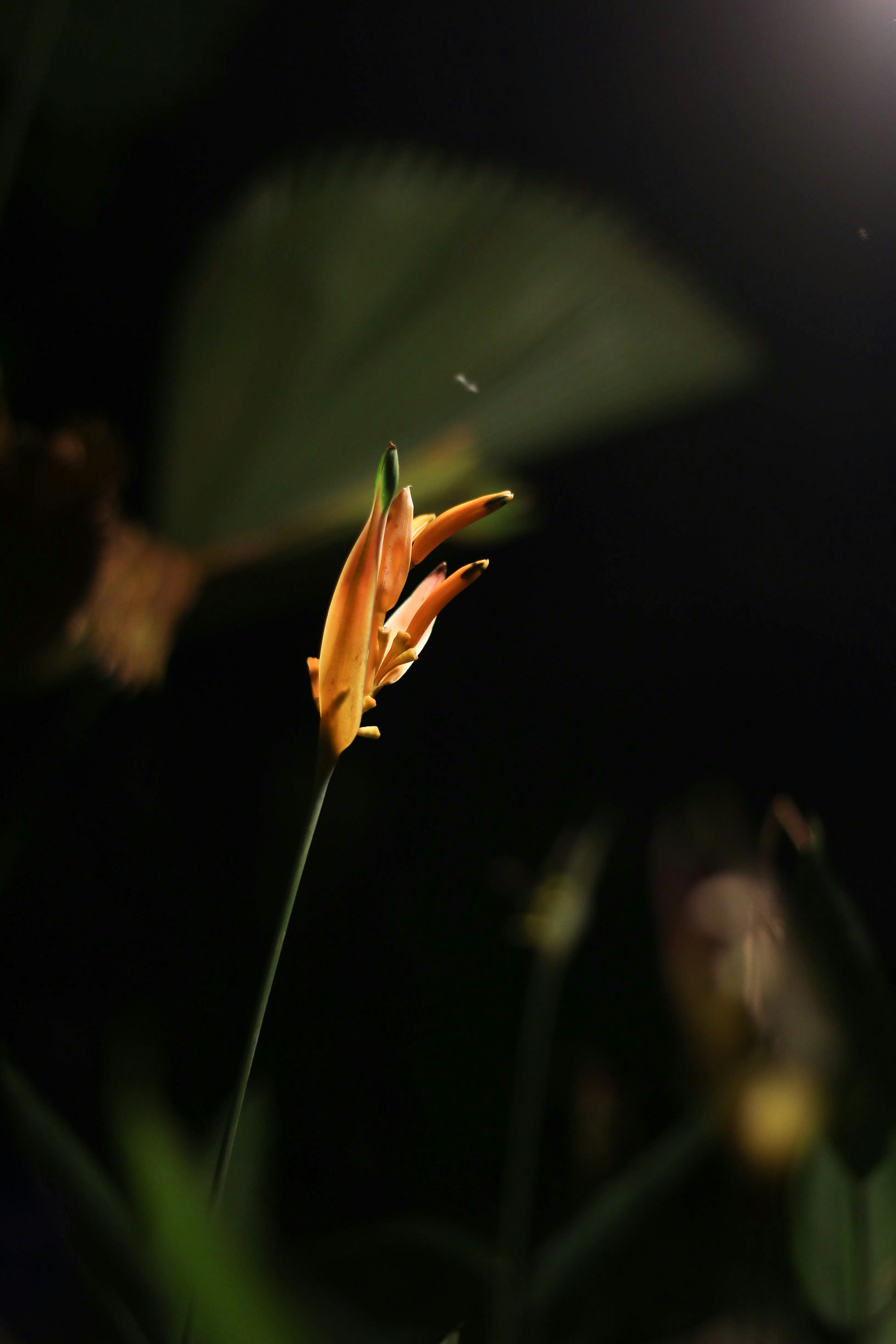 A vibrant orange flower stands tall amidst a dark, blurred background, illuminated by a soft light source. The delicate petals capture the essence of nocturnal beauty.