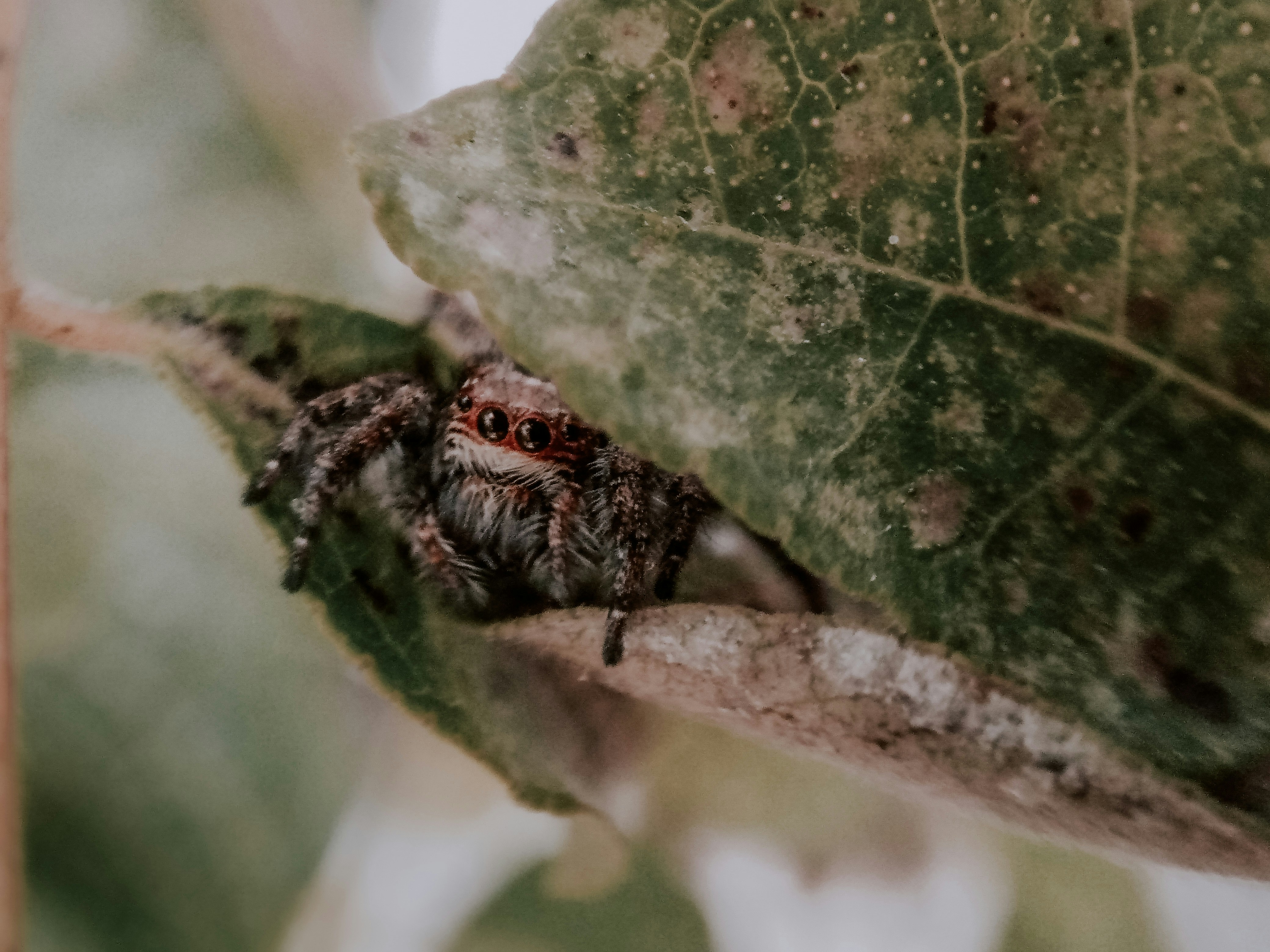 Hidden Harlequin: A Wary Jumping Spider Peering From the Leaf Edge