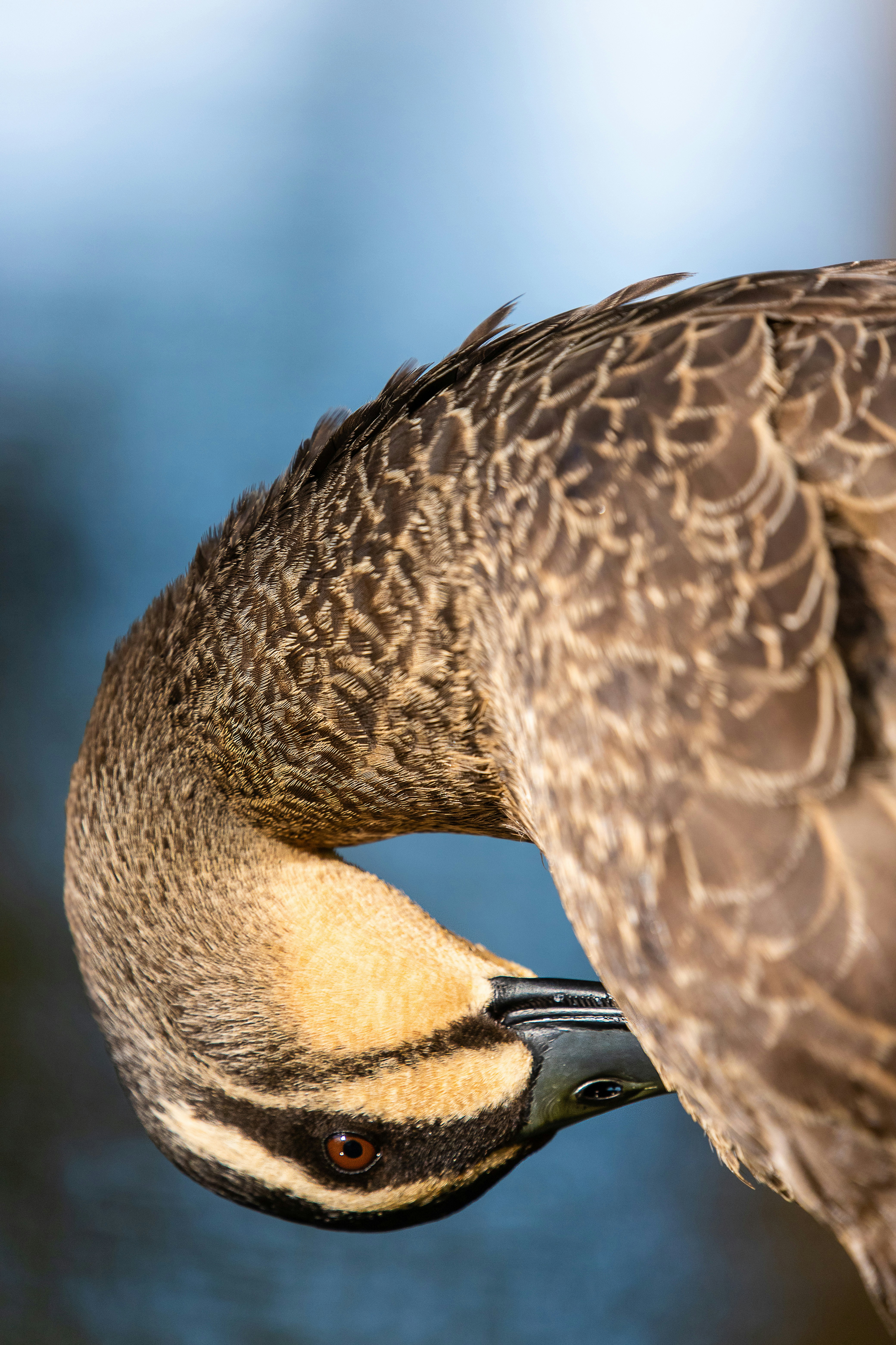 Curved Neck, Sharp Gaze: A Close-Up of a Goose in Focus