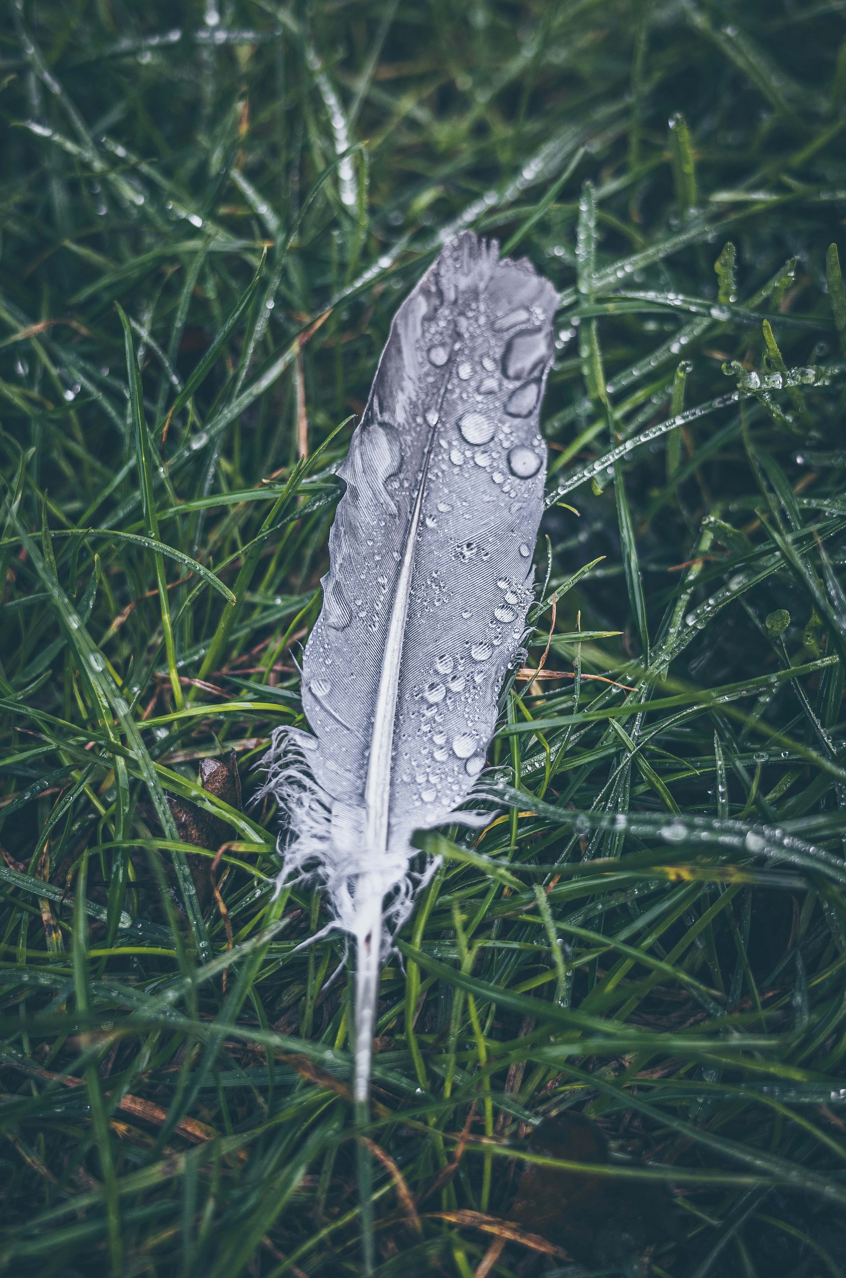 Bird Feather Pictures | Download Free Images on Unsplash
