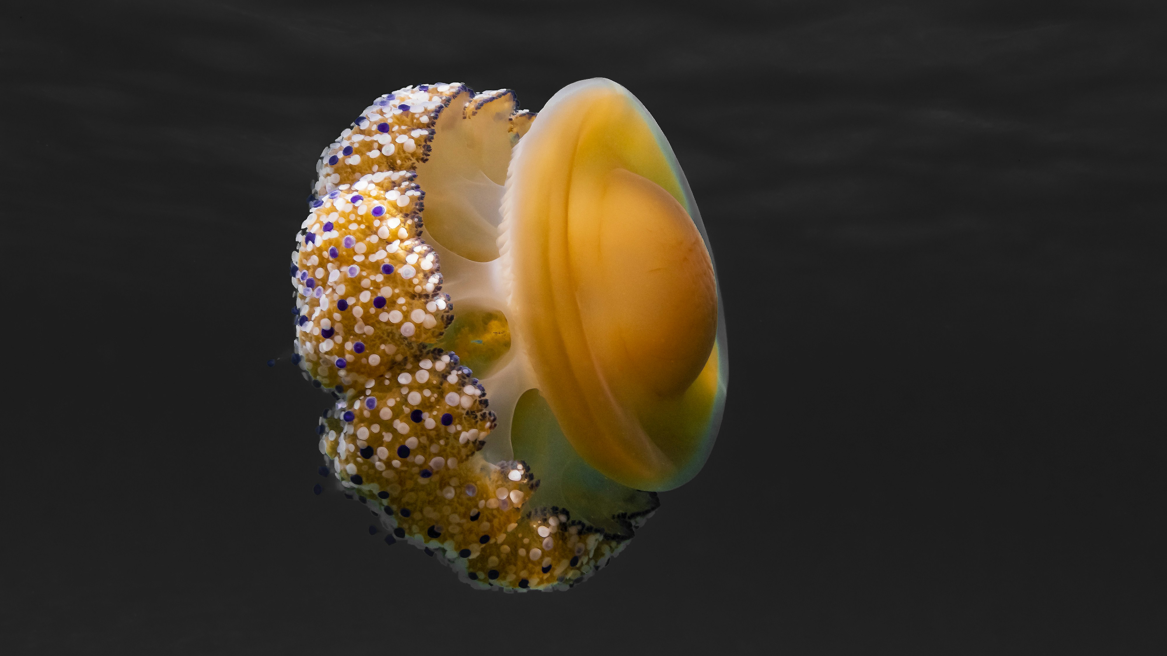 Golden Bell in the Dark: A Spotted Jellyfish Drifts Undersea Spotlight