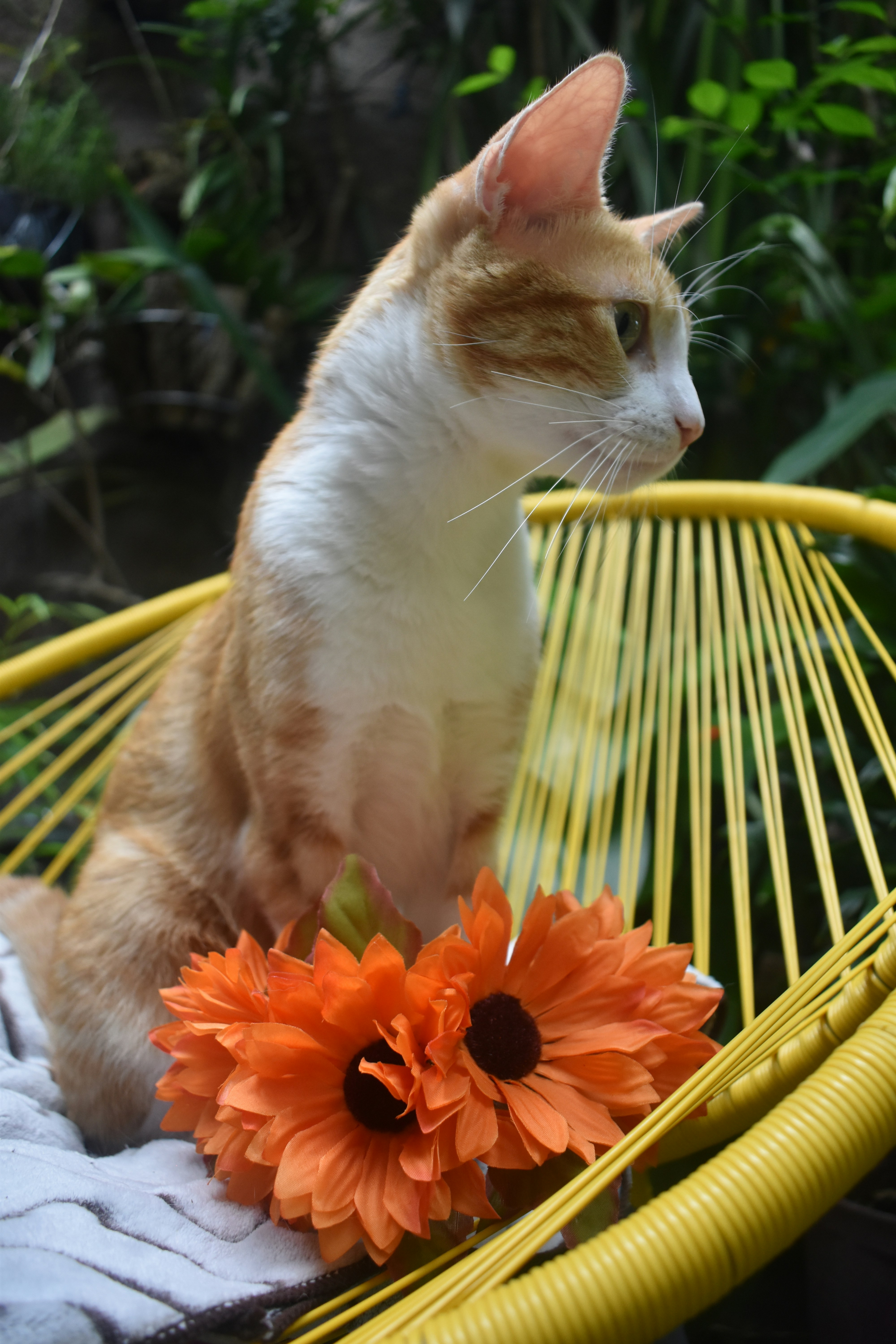 Sunlit orange tabby on a bright yellow chair beside vibrant sunflowers