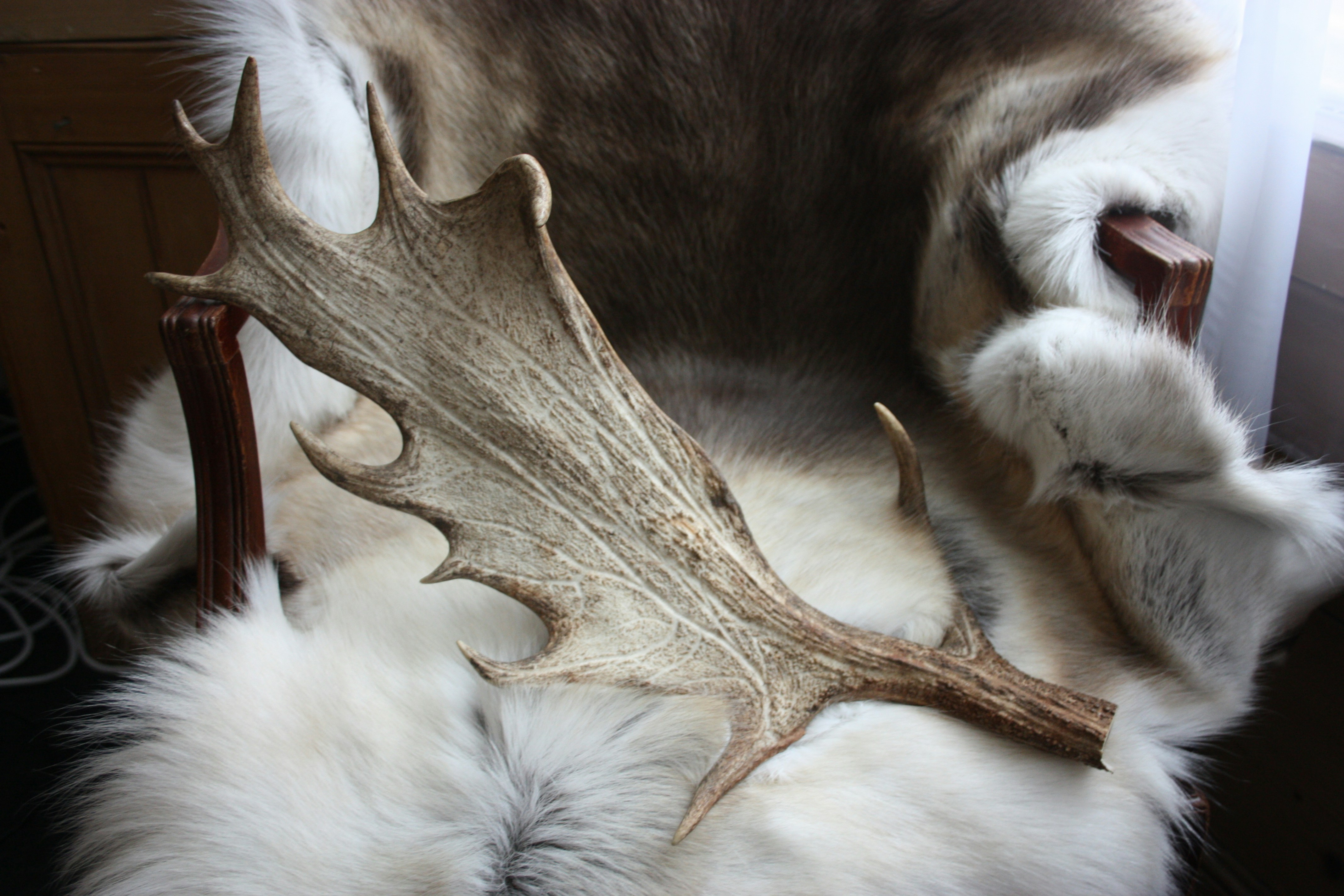 Antler Across White Fur: A Quiet Study of Rustic Texture